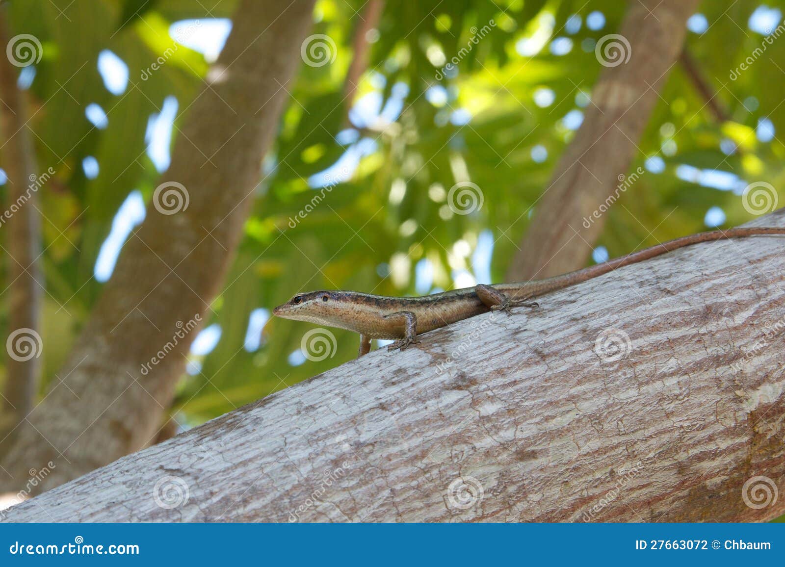 Seychelles Skink 1 stock photo. Image of animal, tropic - 27663072