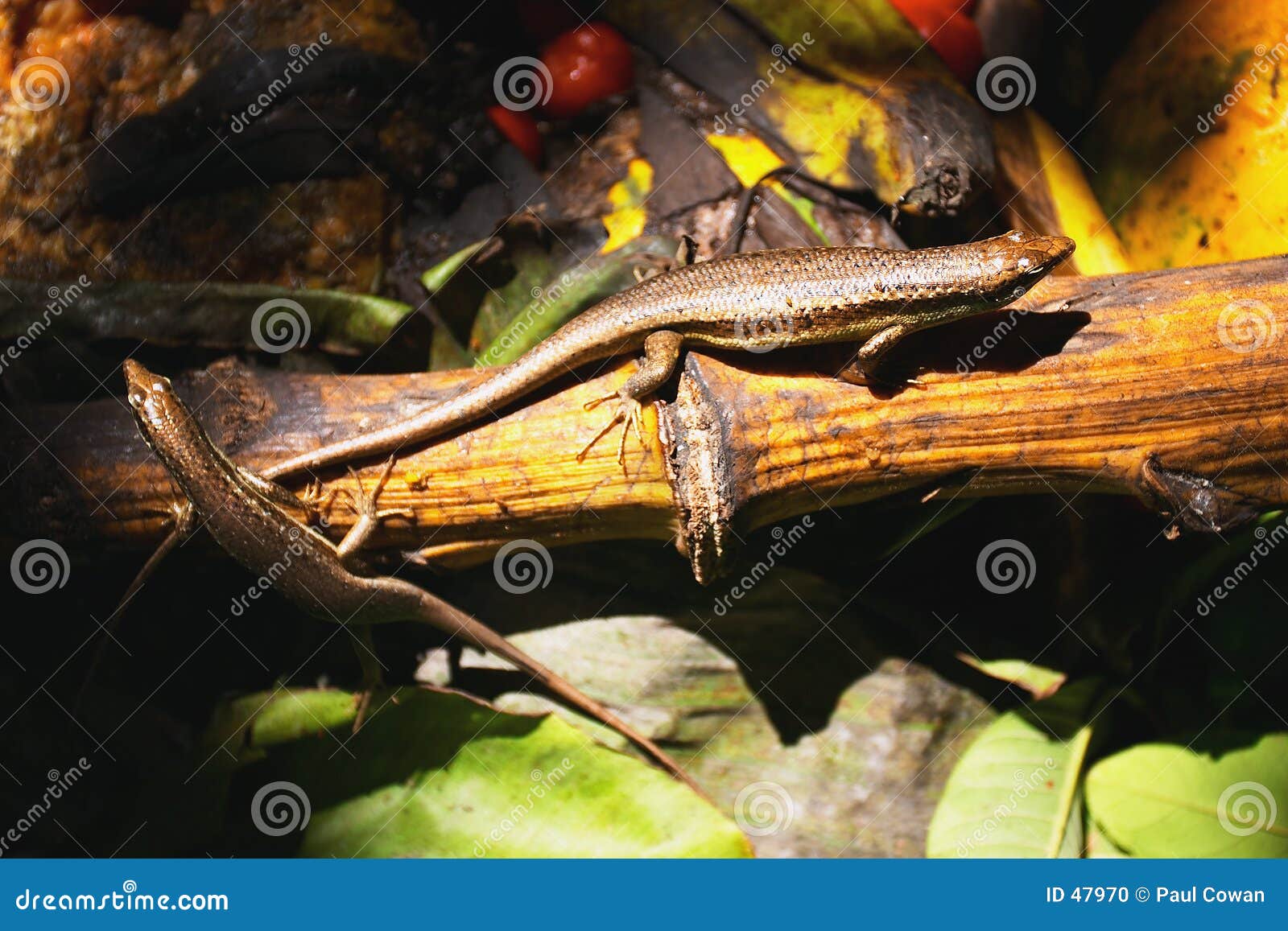 Seychelles skinks stock photo. Image of indian, island, lizard - 47970