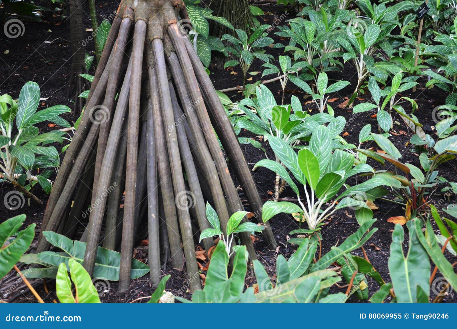 Seychelles stilt palm stock image. Image of stilt, branch - 80069955