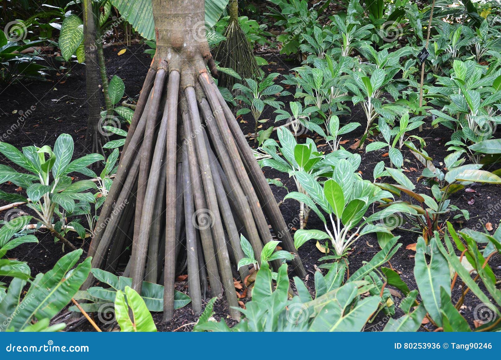 Seychelles stilt palm stock photo. Image of palm, field - 80253936