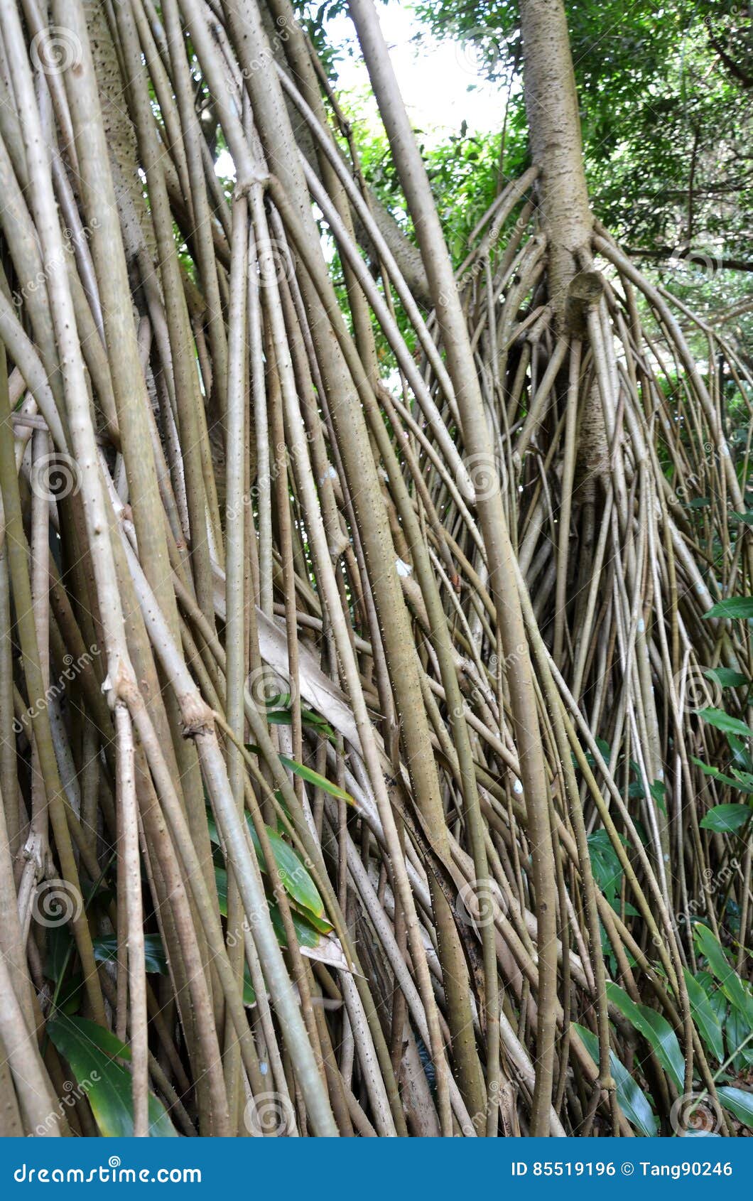Seychelles stilt palm stock photo. Image of soil, life - 85519196