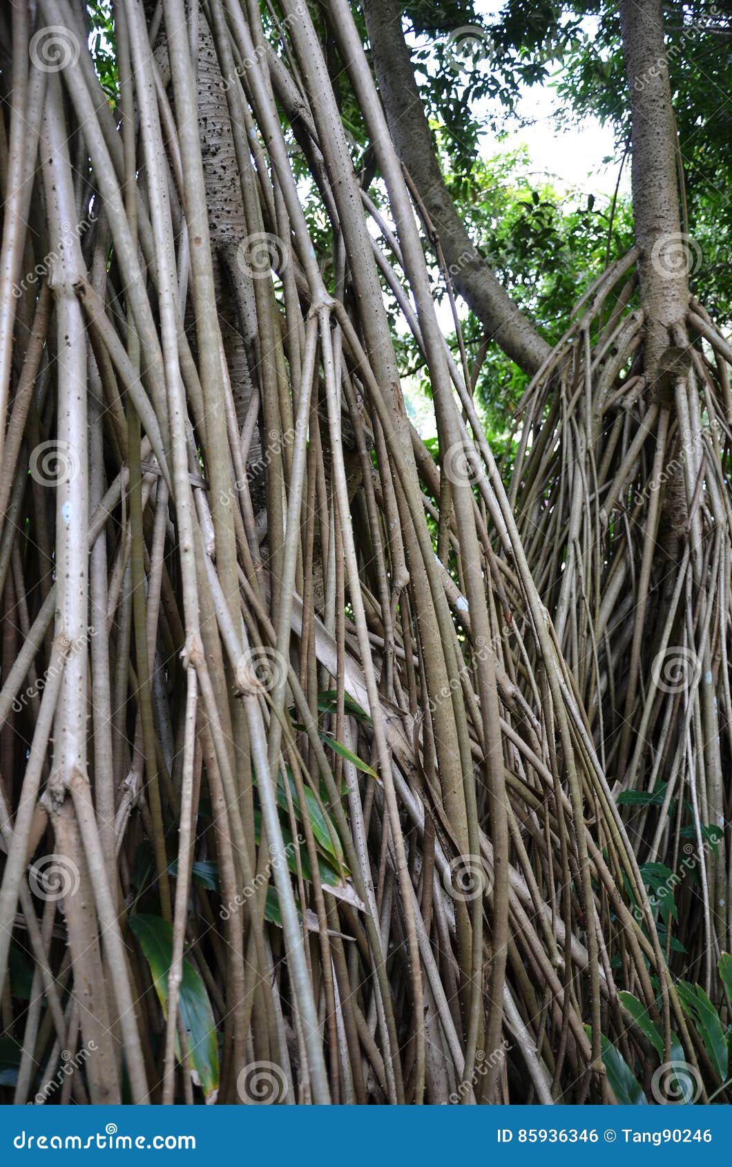 Seychelles stilt palm stock photo. Image of soil, pattern - 85936346