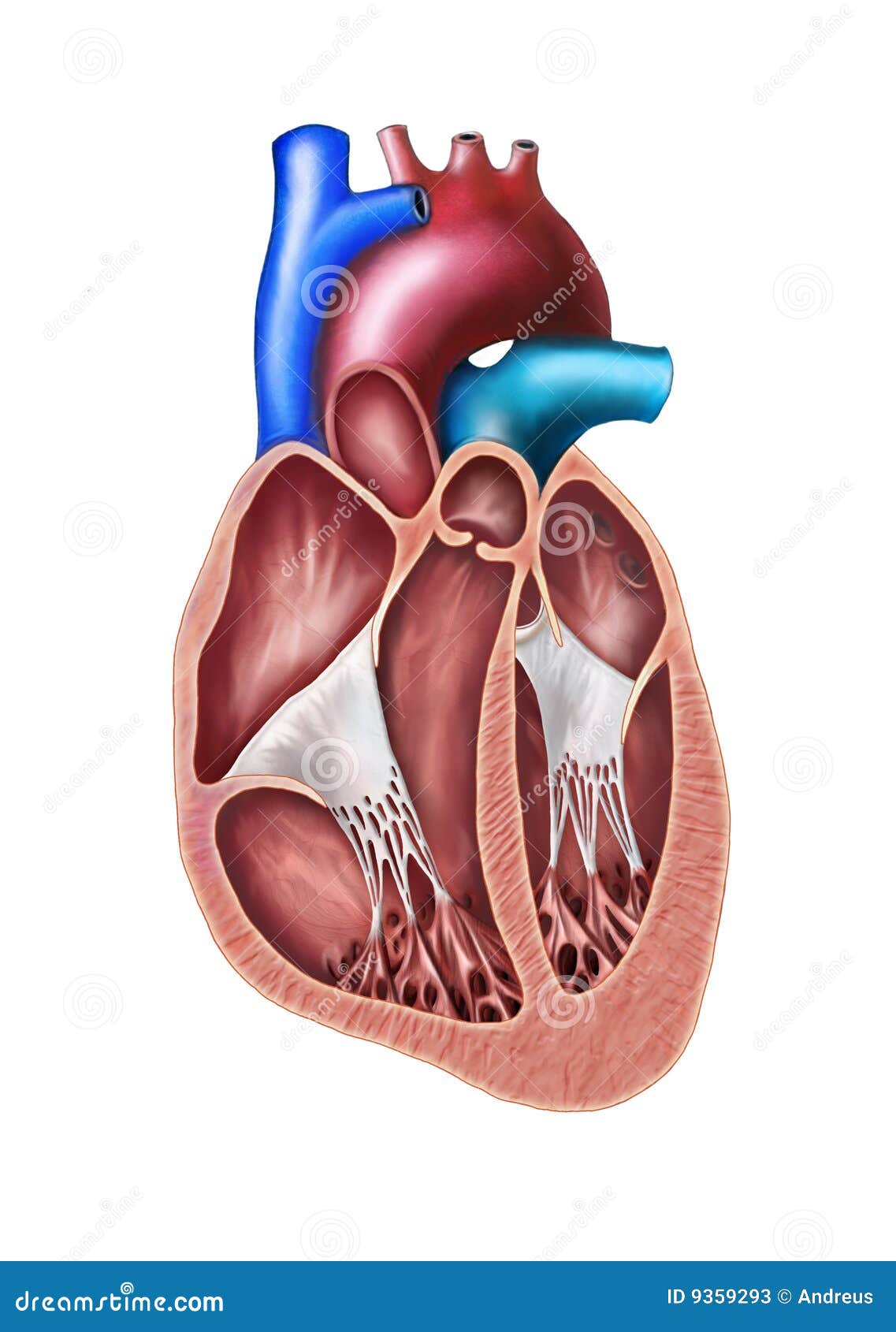 Sezione del cuore illustrazione di stock. Illustrazione di medico - 9359293