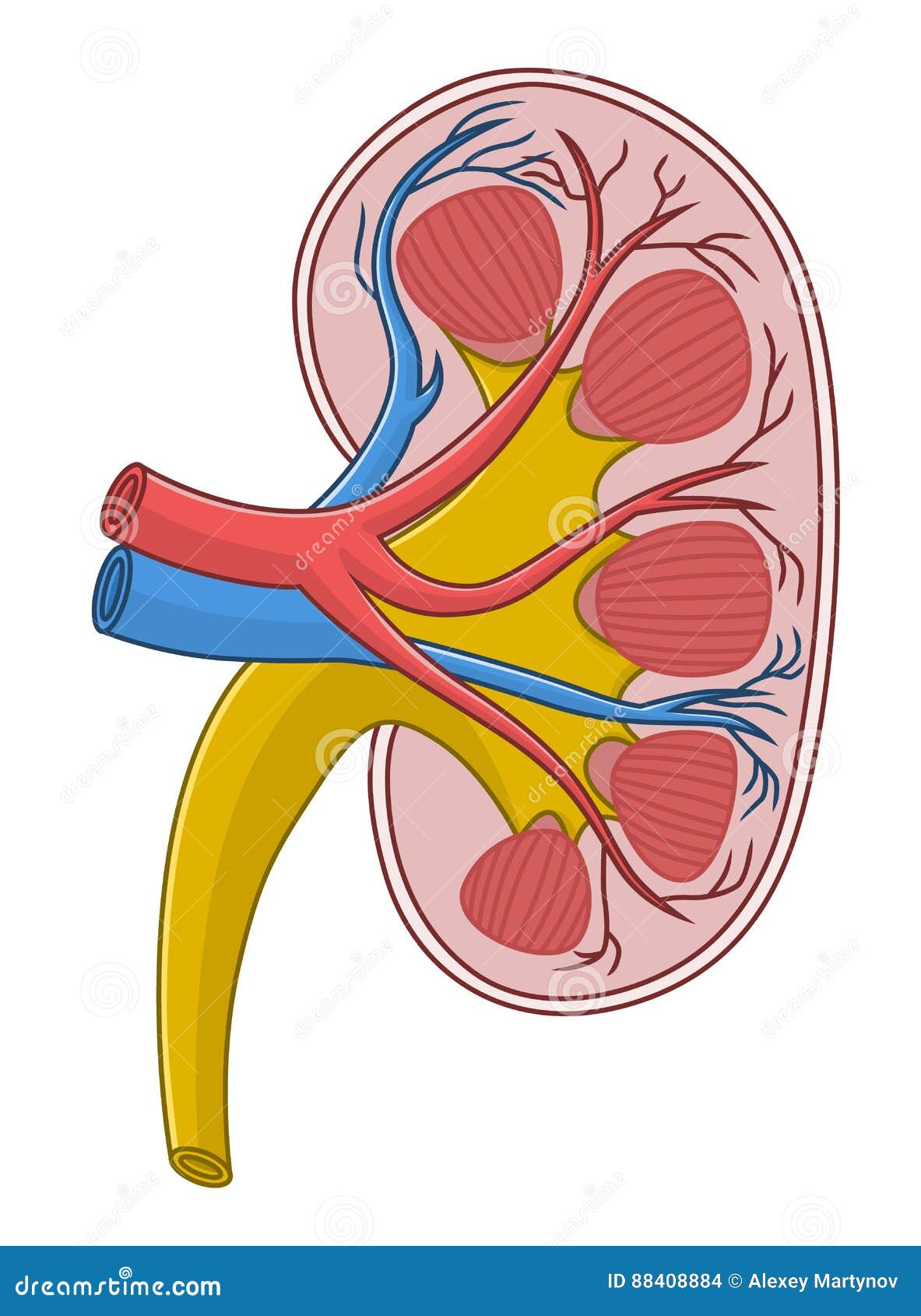 Sezione Trasversale Del Rene Illustrazione Vettoriale - Illustrazione ...