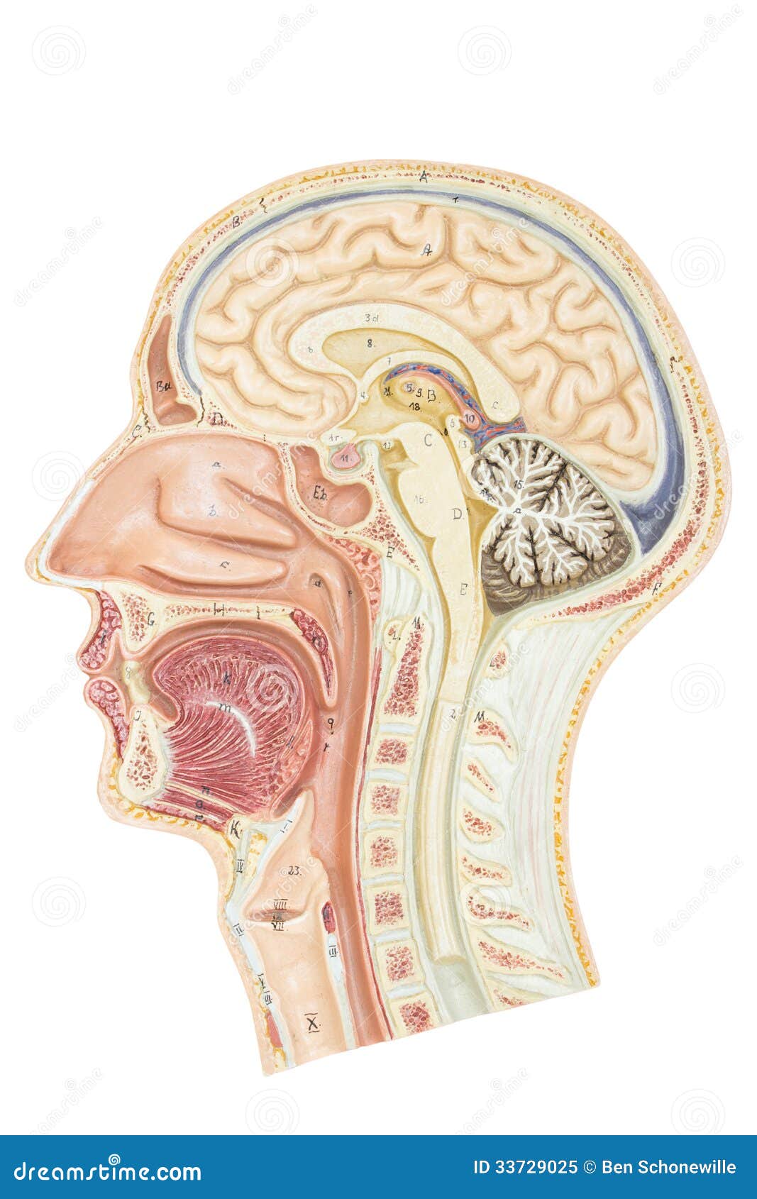 Sezione Trasversale Della Testa Umana Immagine Stock - Immagine di ...