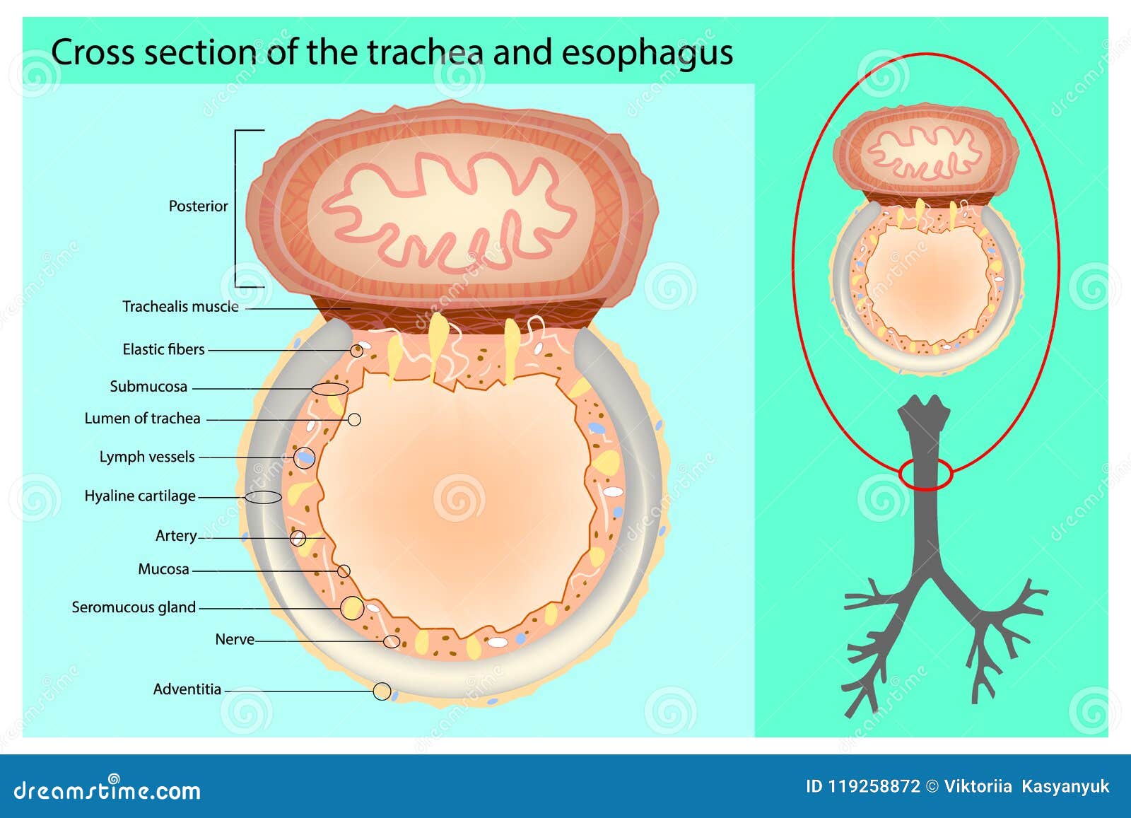 Sezione Trasversale Della Trachea E Dell'esofago Illustrazione ...