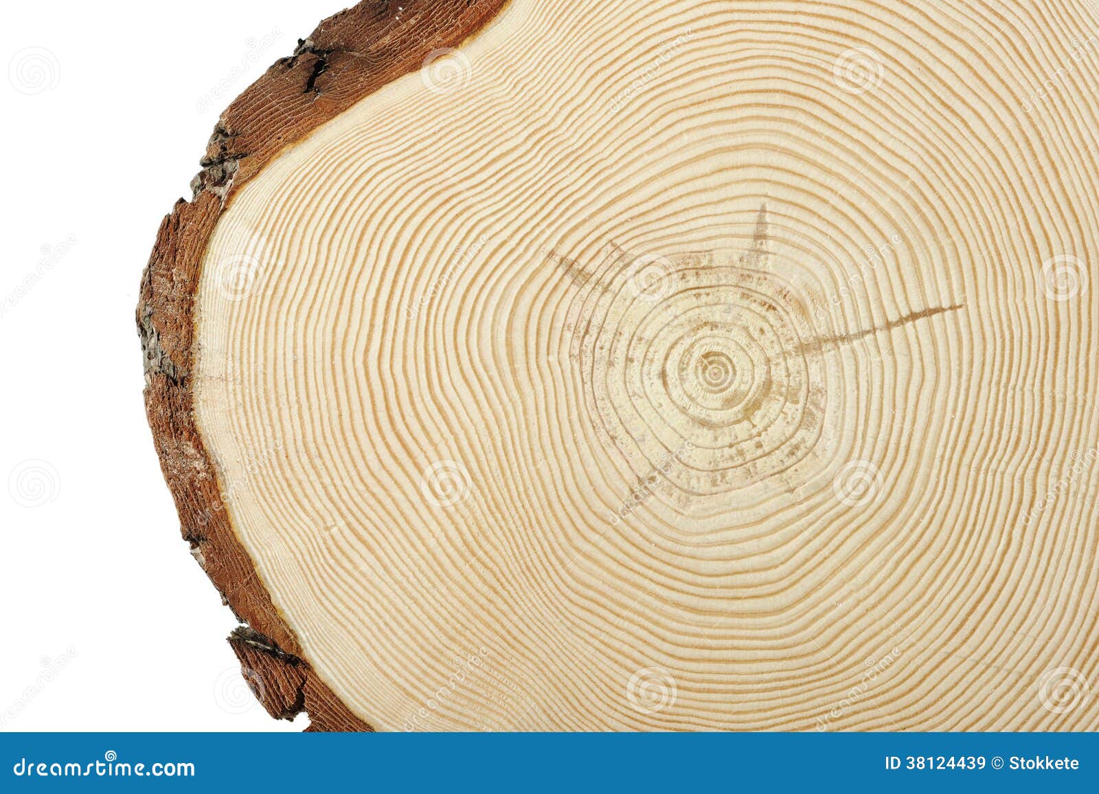 Sezione Trasversale Di Legno Immagine Stock - Immagine di firewood ...