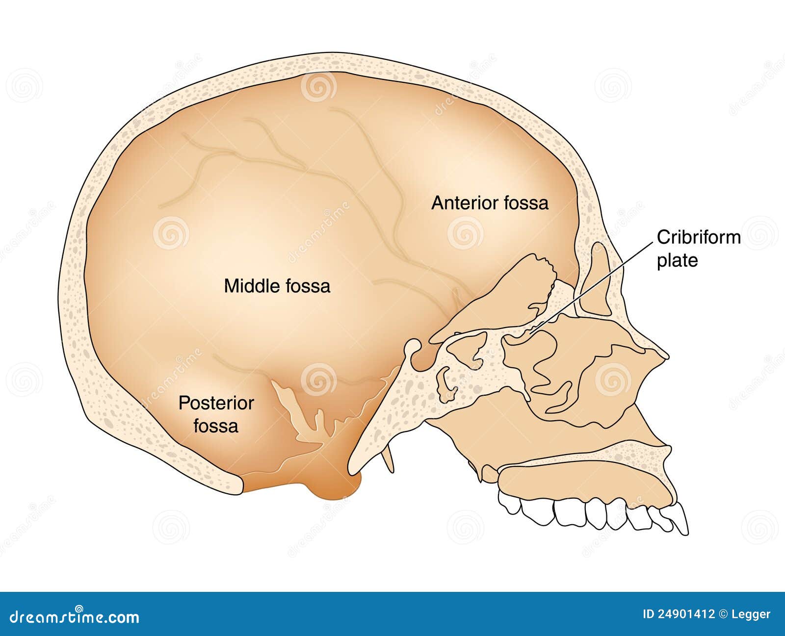 Sezione Trasversale Tramite Il Cranio Illustrazione di Stock ...