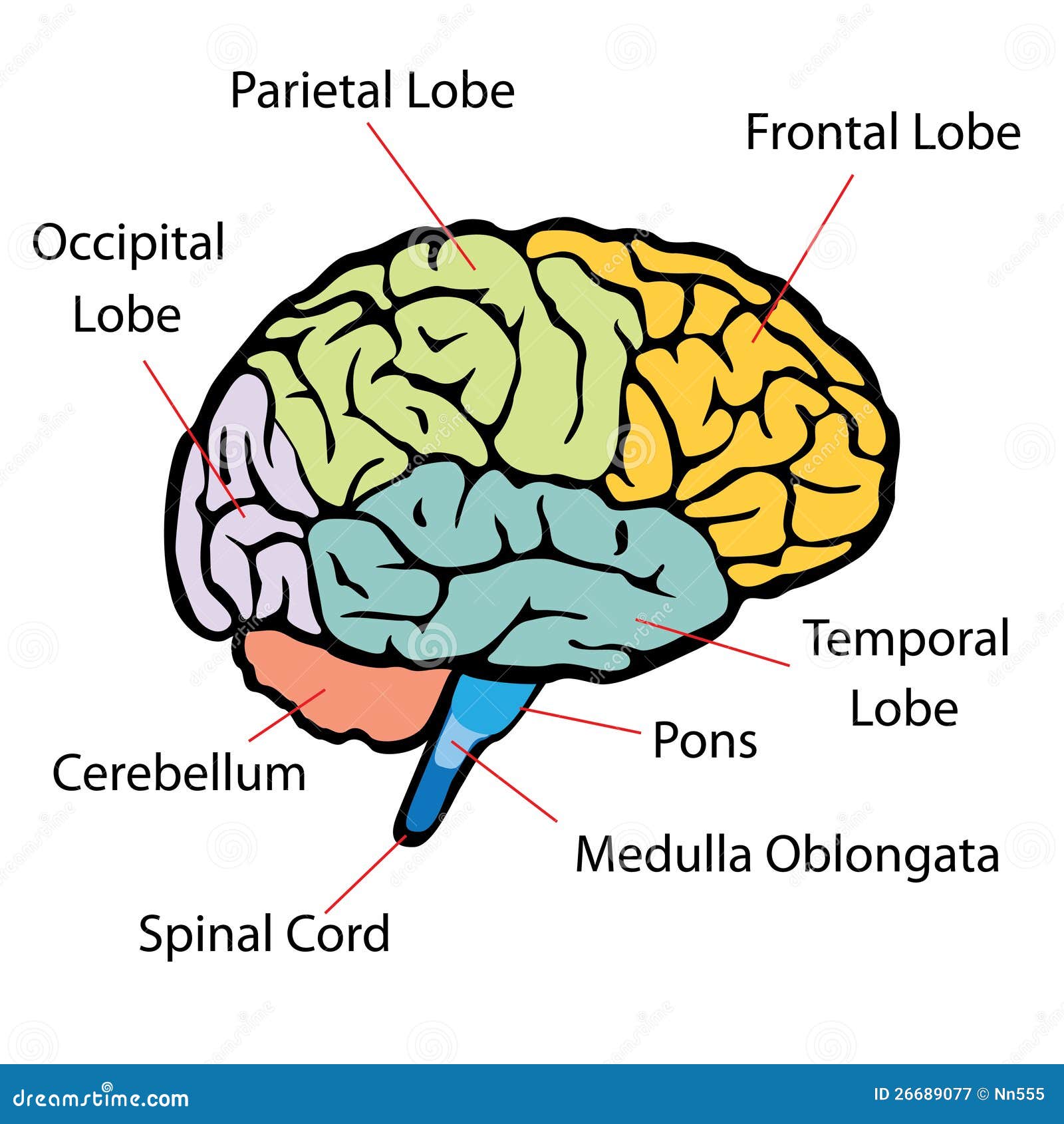Sezioni del cervello illustrazione vettoriale. Illustrazione di ...