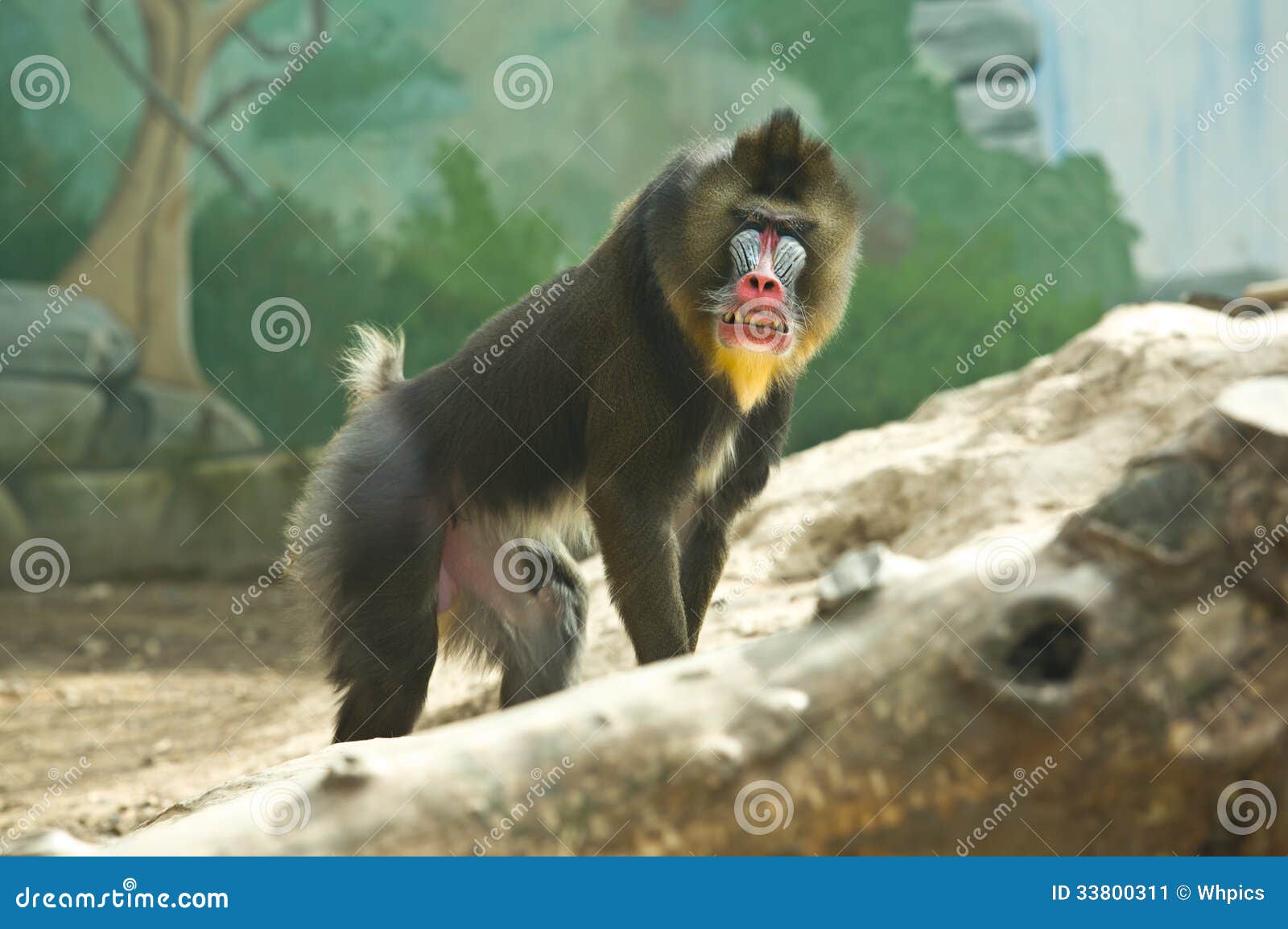 Sfinge di mandrillo immagine stock. Immagine di colore - 33800311
