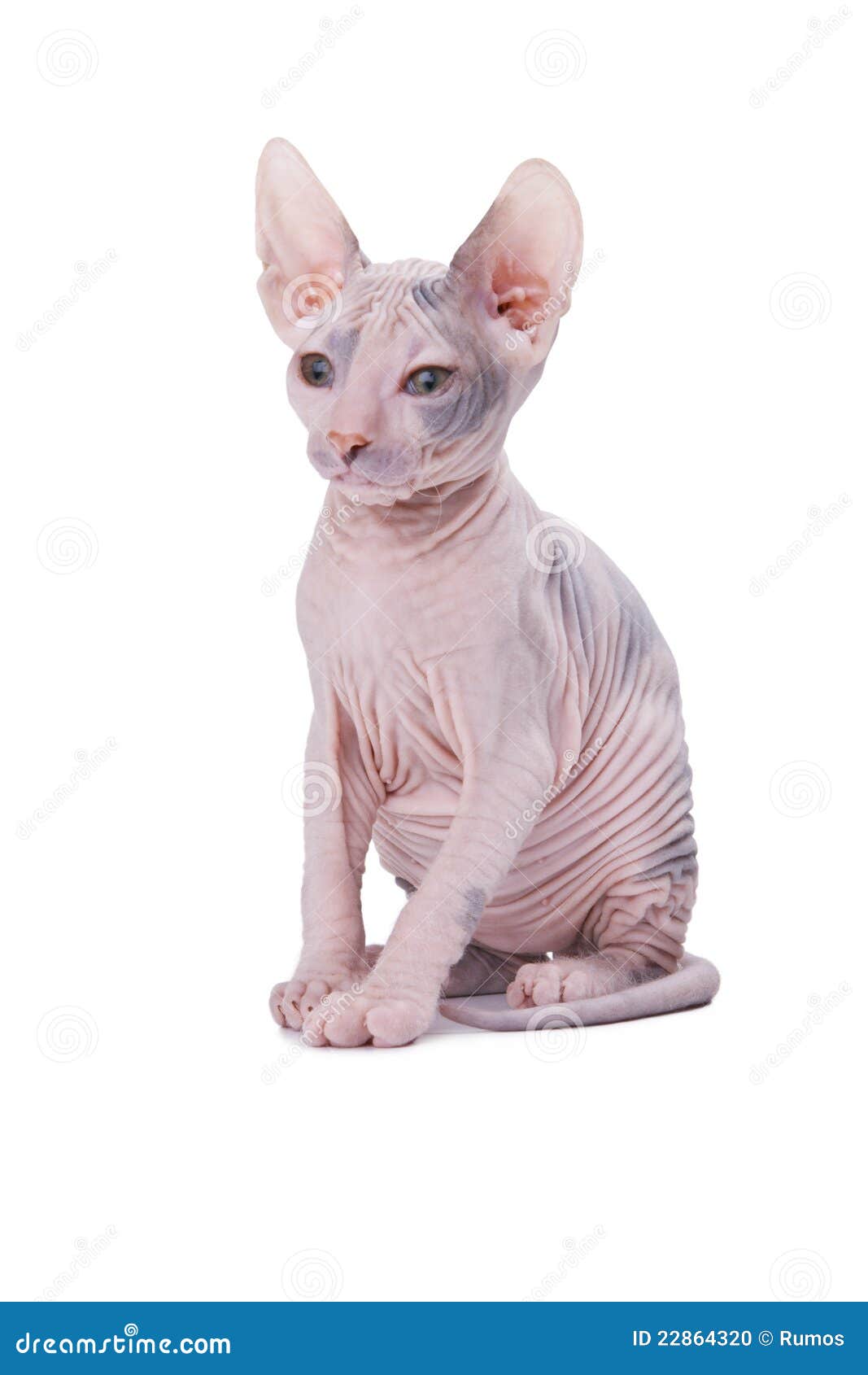 Sfinksa kot zdjęcie stock. Obraz złożonej z sfinks, figlarka - 22864320