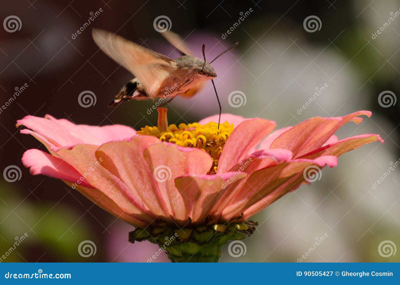 Sfinx Colibri stock image. Image of happy, beautiful - 90505427