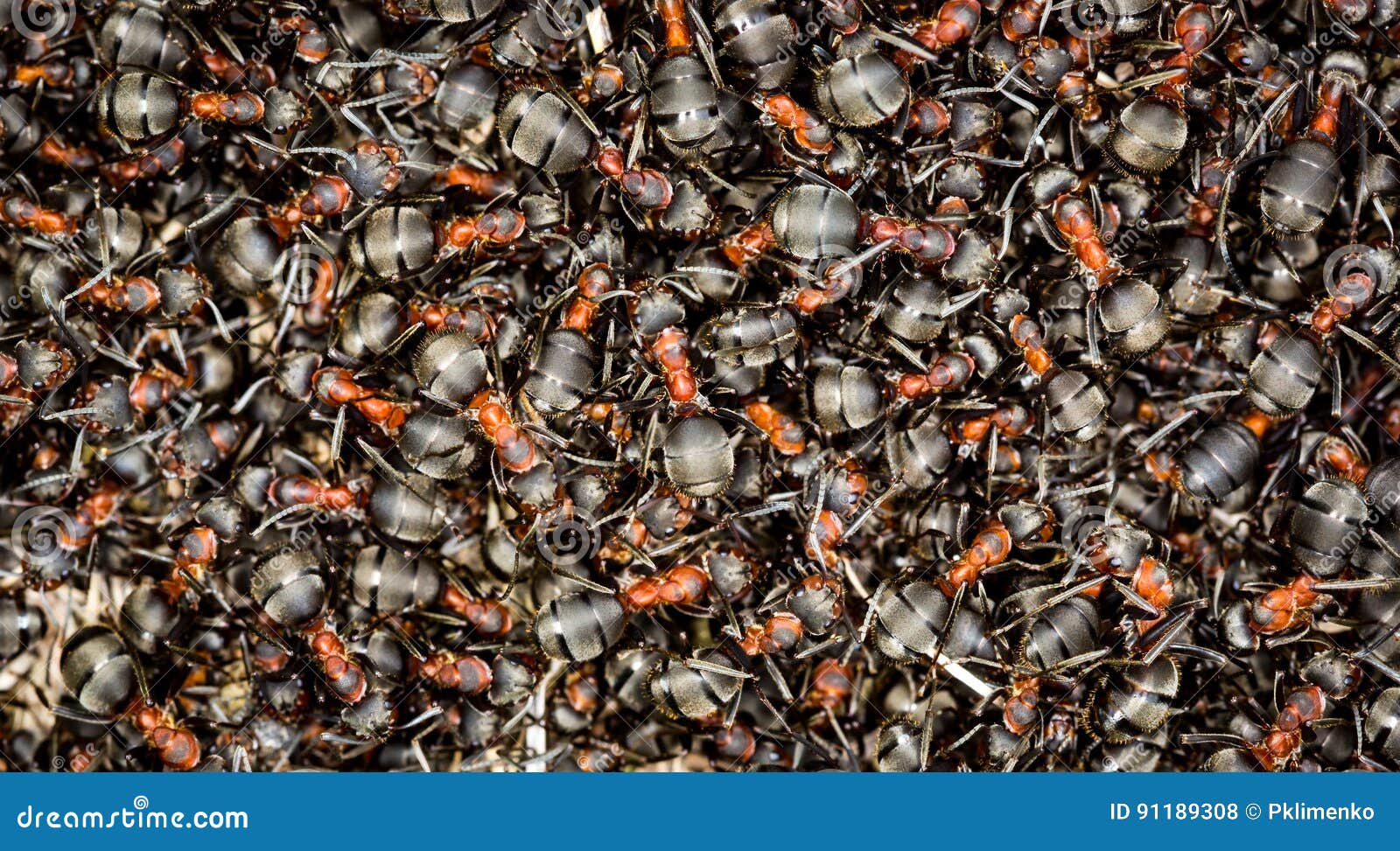 Sfondo Naturale Del Formicaio Fotografia Stock - Immagine di sfondo ...