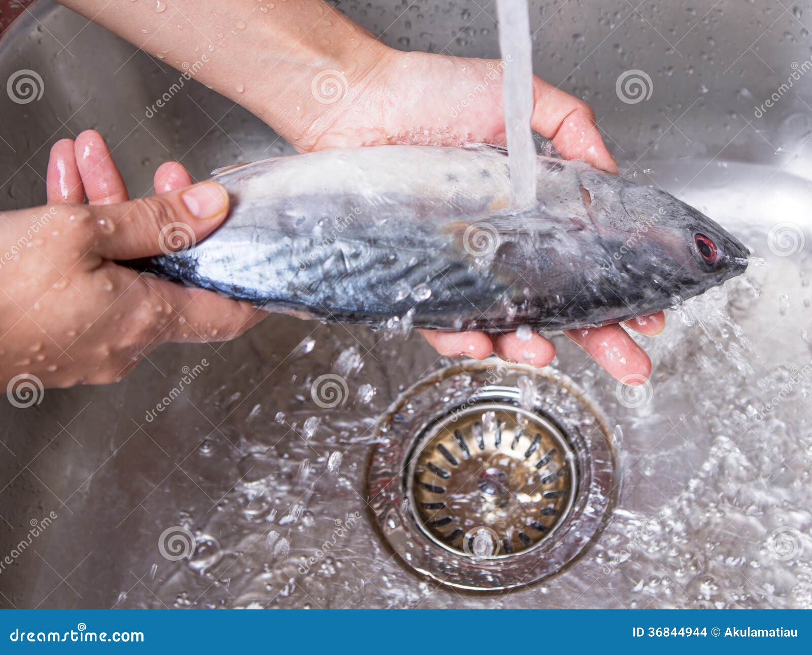 Sgombro Tuna Fish Di Pulizia Fotografia Stock - Immagine di scombro ...