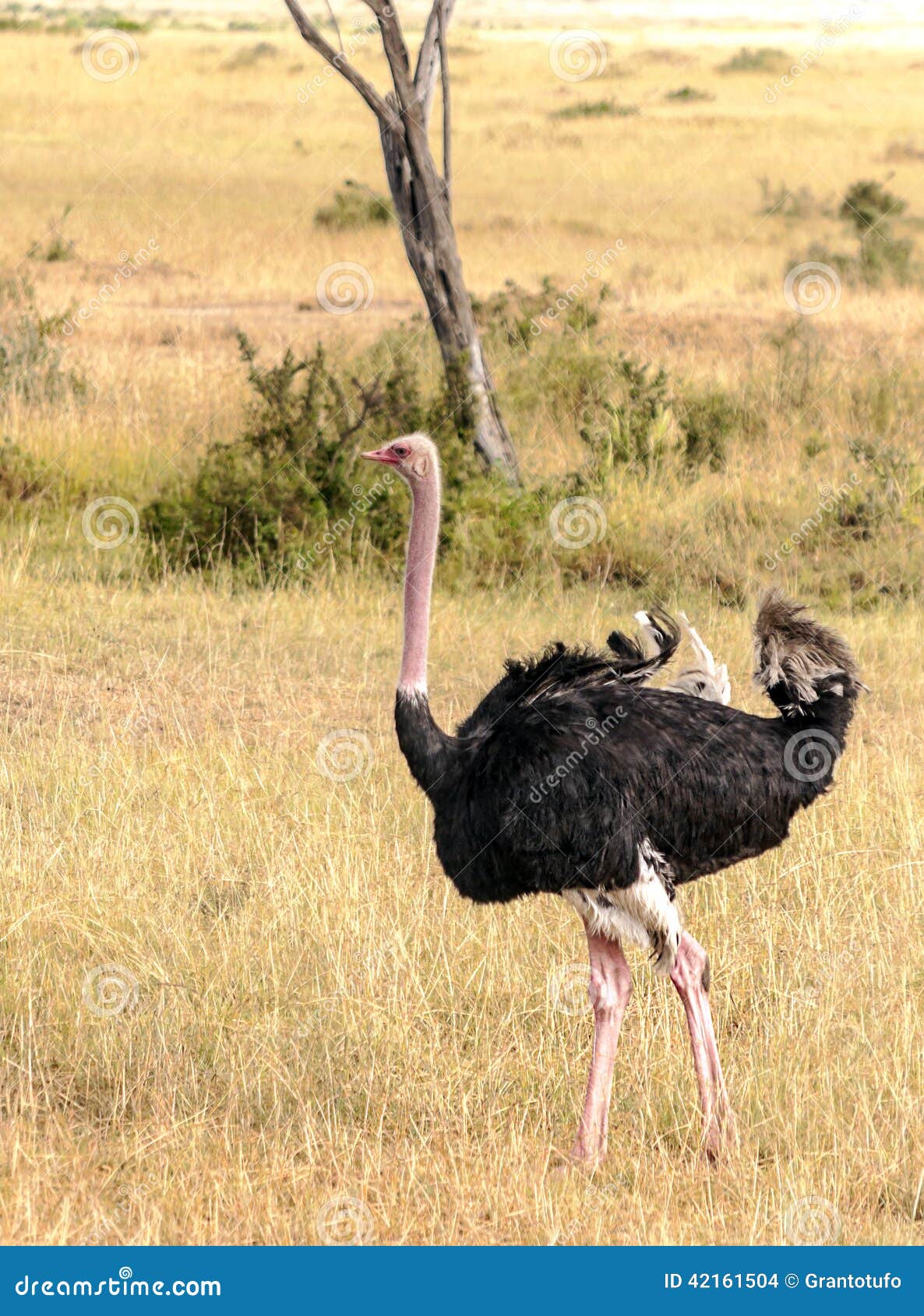 Sguardo dello struzzo fotografia stock. Immagine di osservare - 42161504