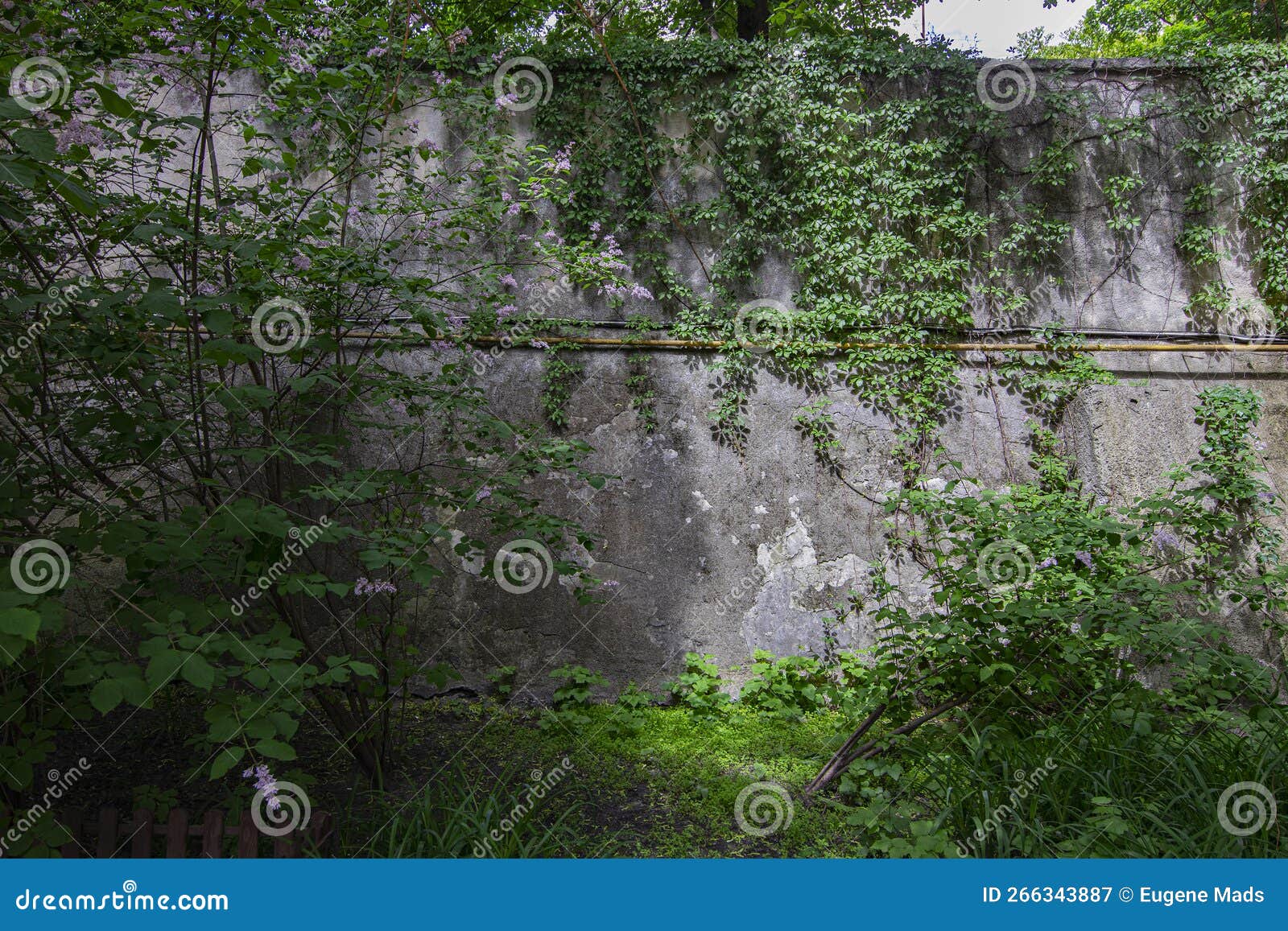 Shabby Concrete Wall with Foliage Stock Image - Image of environment ...