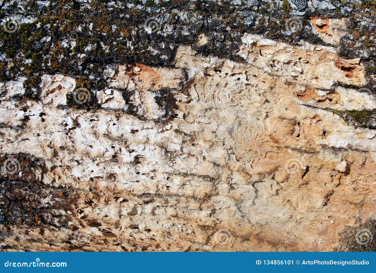 Shabby Cracked Oak Tree Trunk with Green Moss, Horizontal Background ...