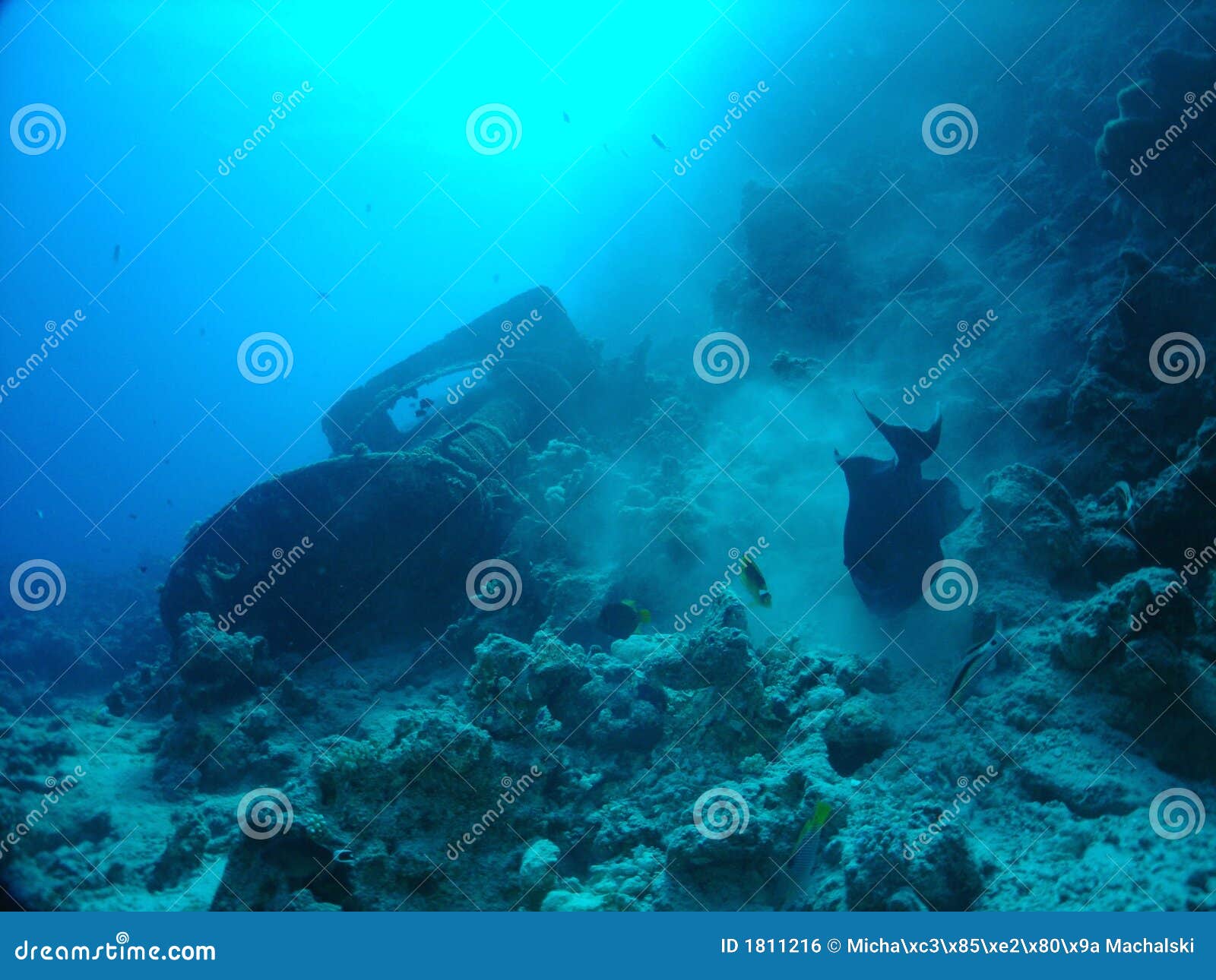 Shabrur Umm Gammar stock photo. Image of tropical, gorgonia - 1811216