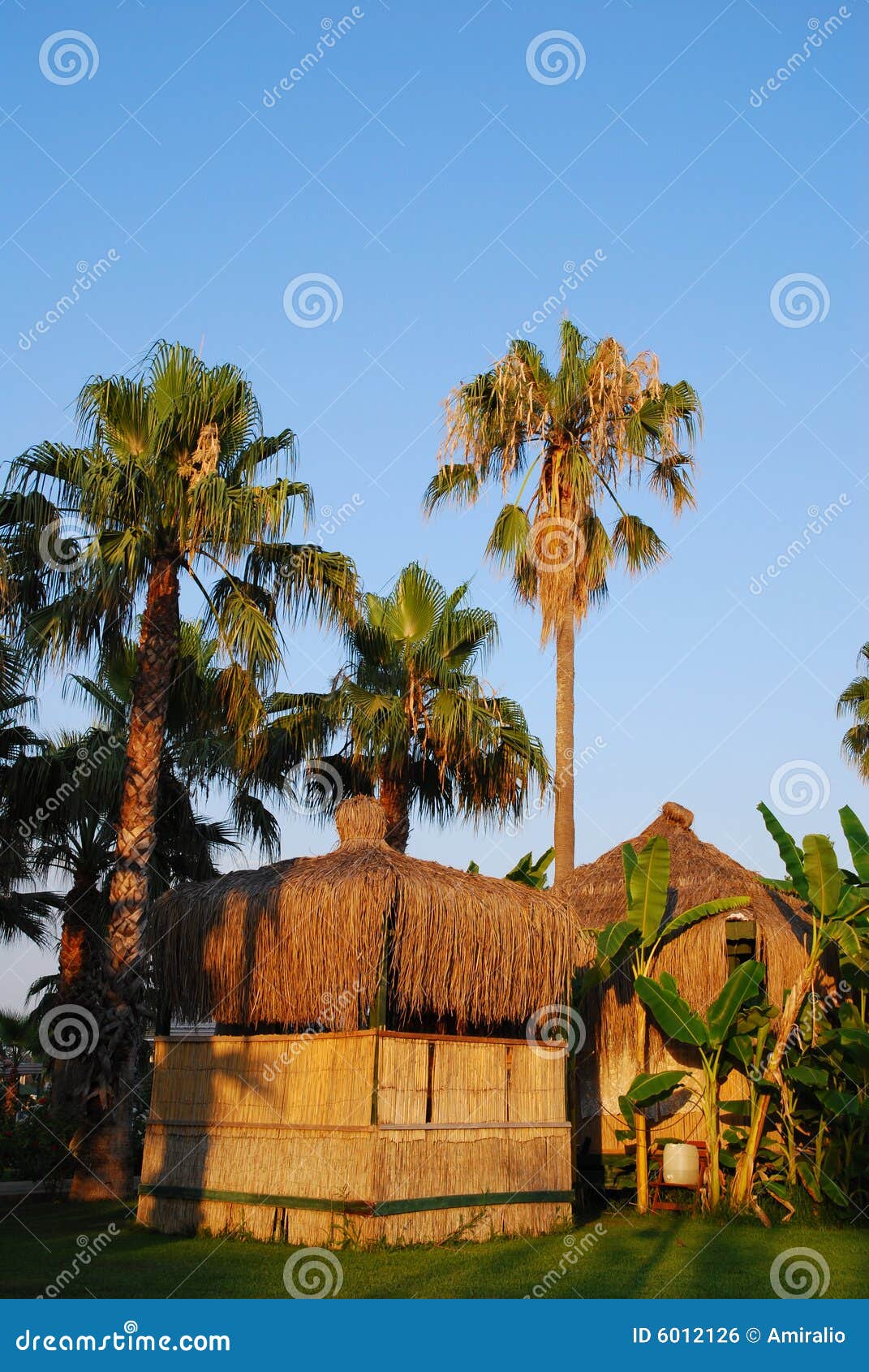 Shack stock photo. Image of travel, palm, trees, holiday - 6012126