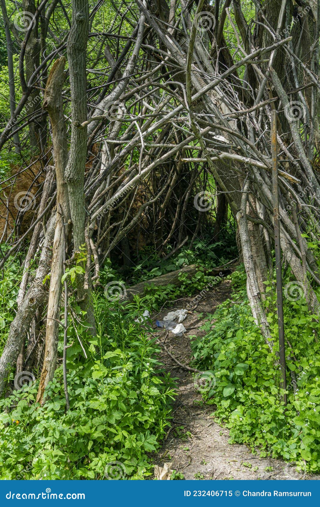 A Shack Built with Branches in a Forest Stock Image - Image of survival ...