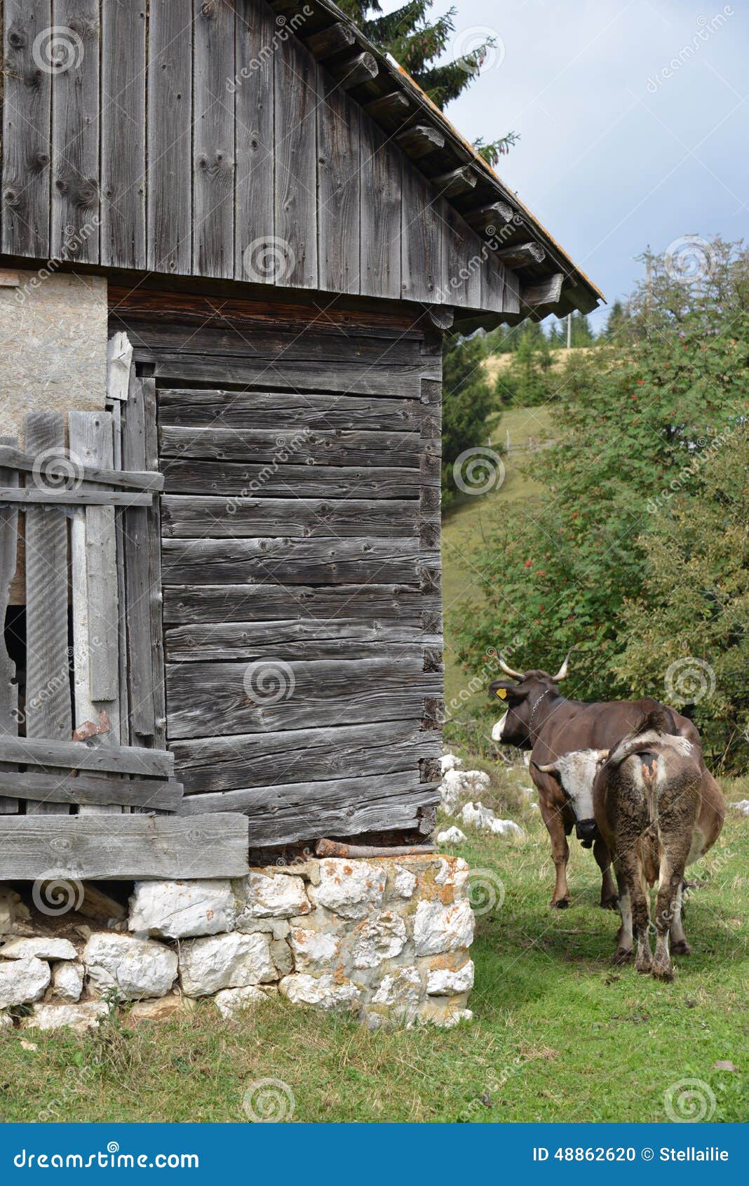 SHACK and COWS stock photo. Image of detail, white, green - 48862620
