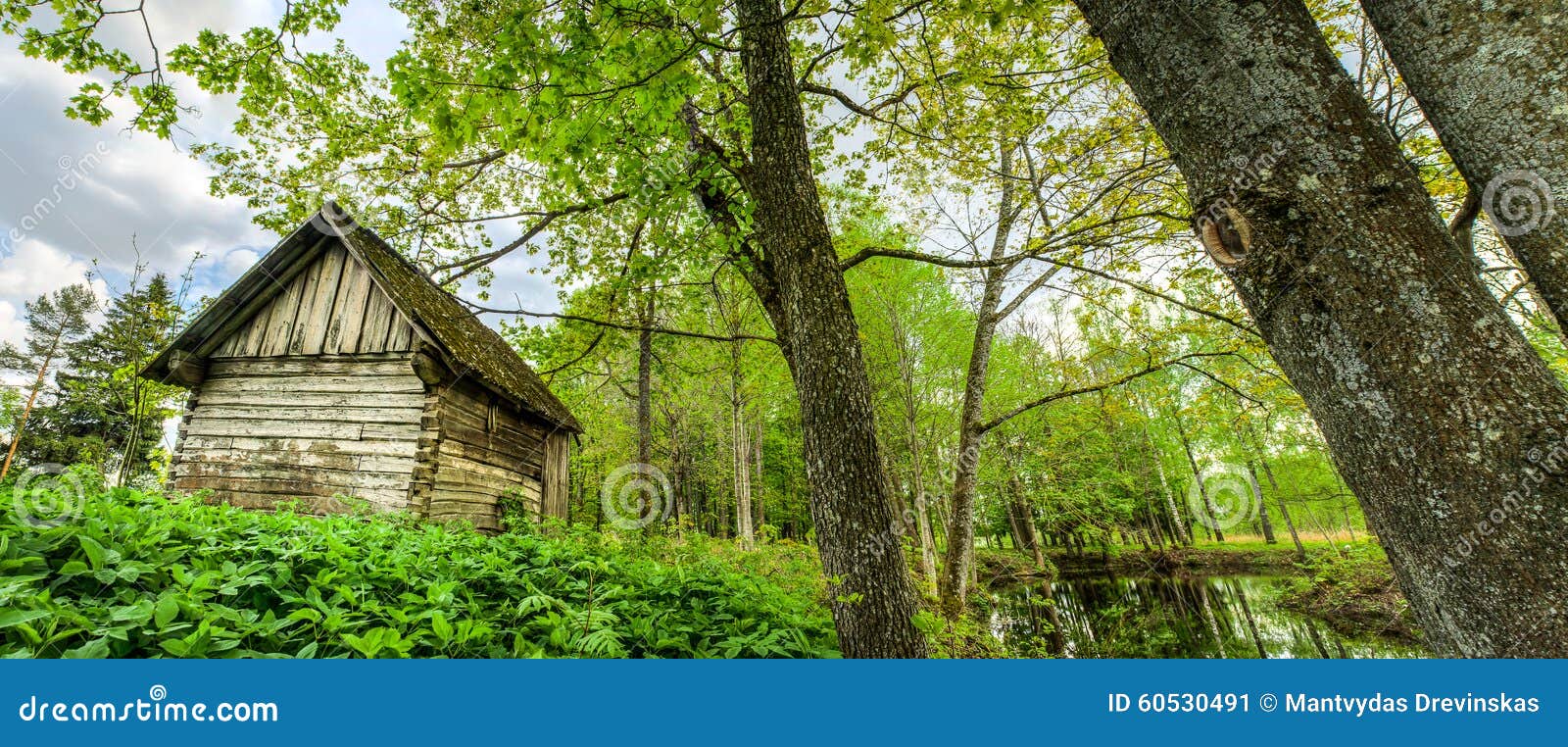 A shack in the forest stock image. Image of tree, spring - 60530491