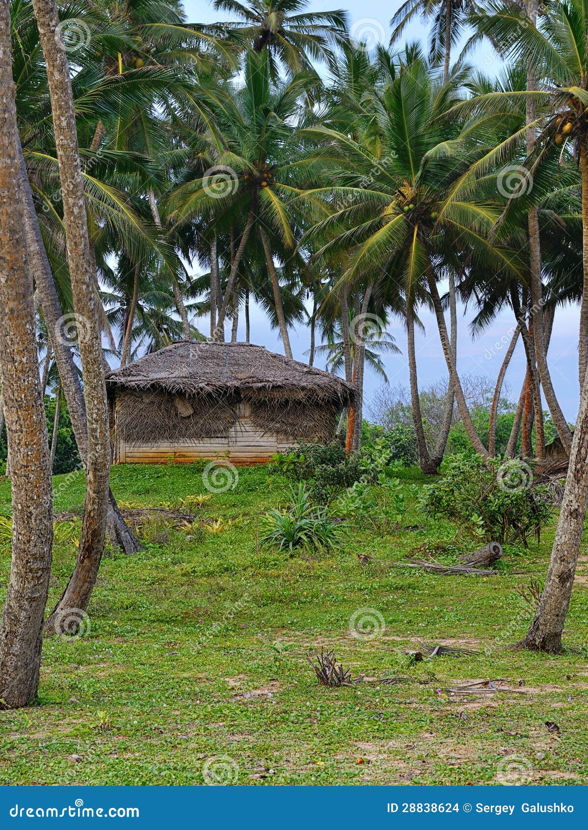 Shack in the jungle stock photo. Image of locations, rainforest - 28838624