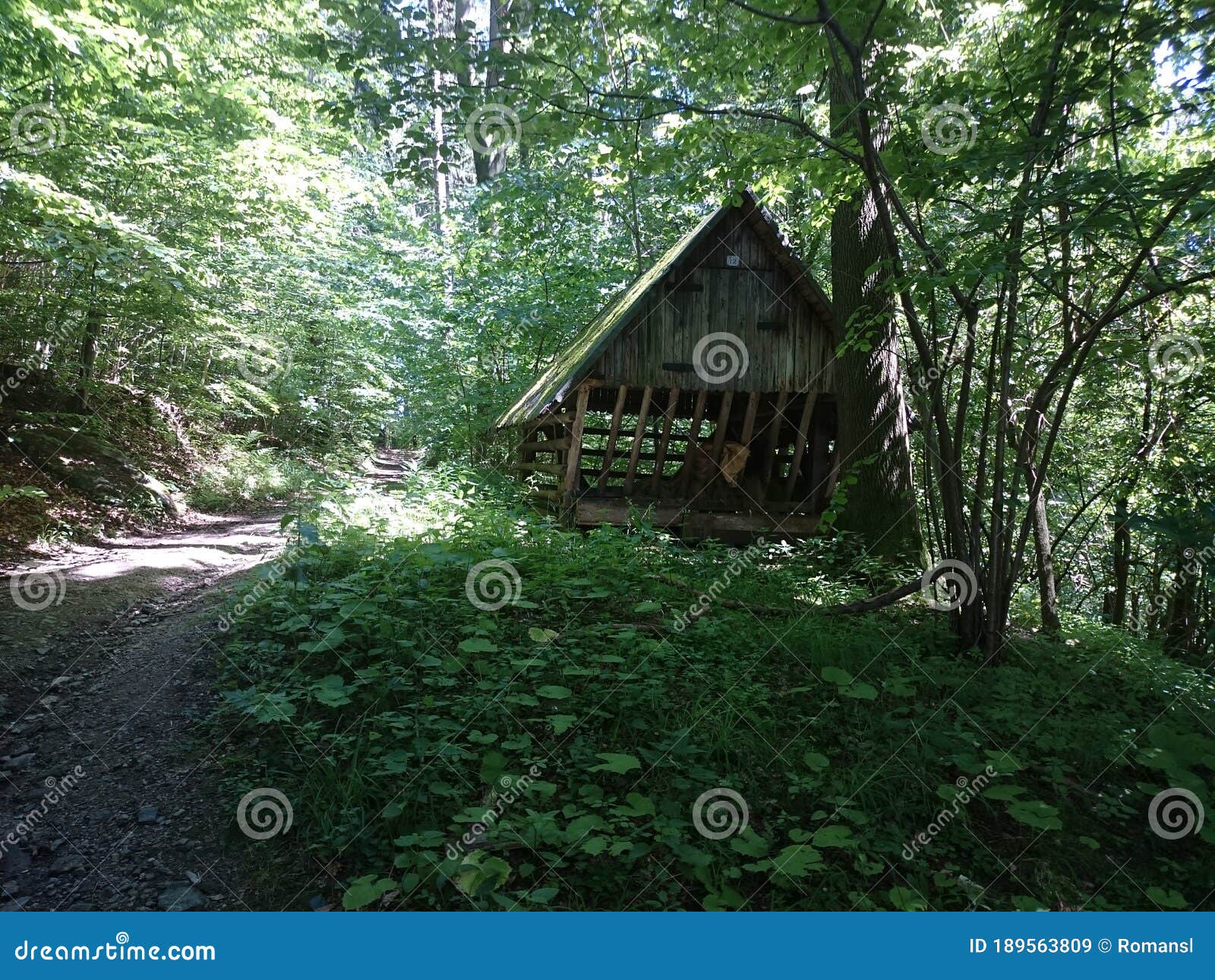 Shack in a Pine Forest. View of a Shack in a Forest in Summer Stock ...