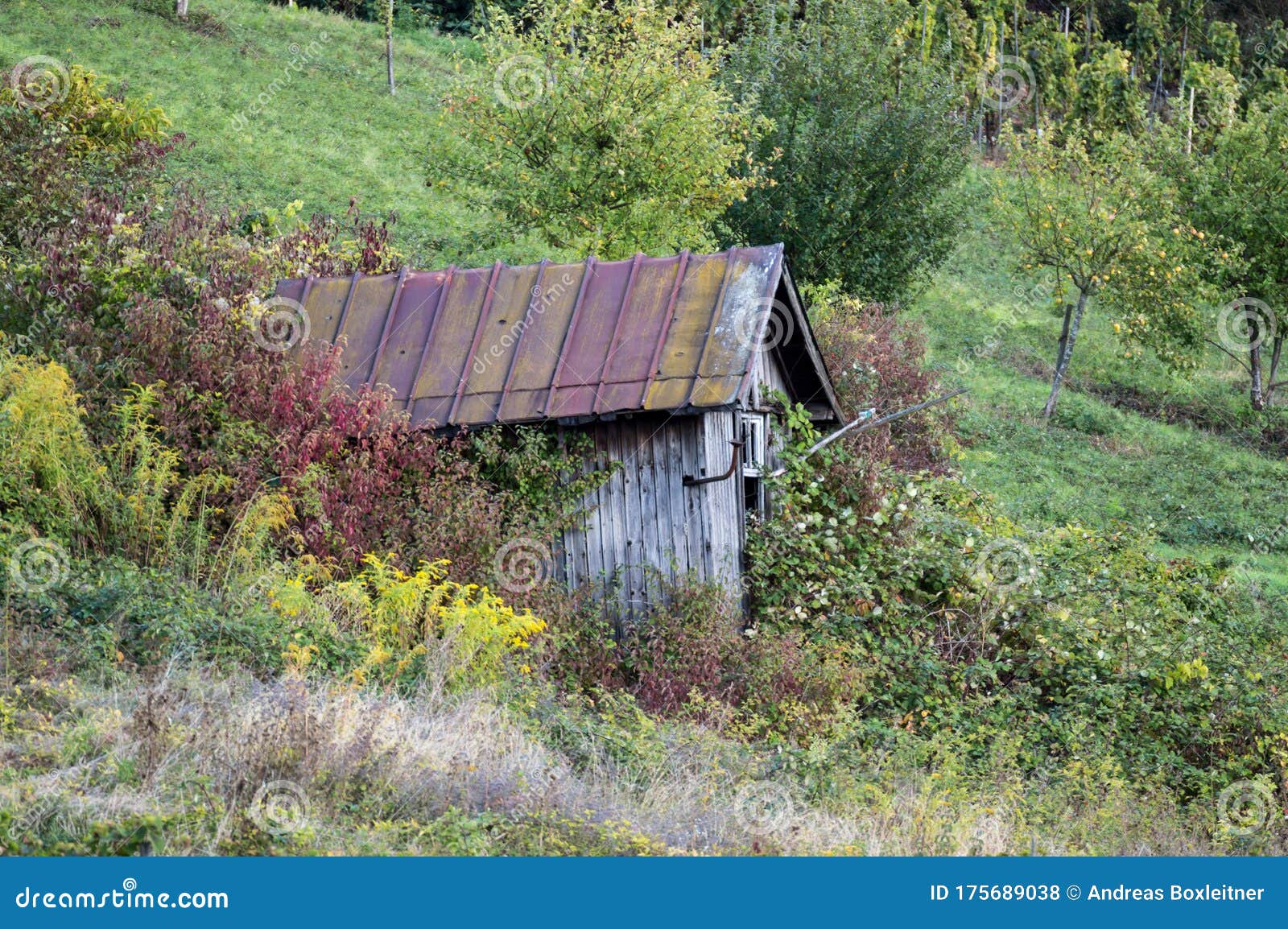 Shack with Rusty Roof in Wildernes Stock Photo - Image of cottage ...