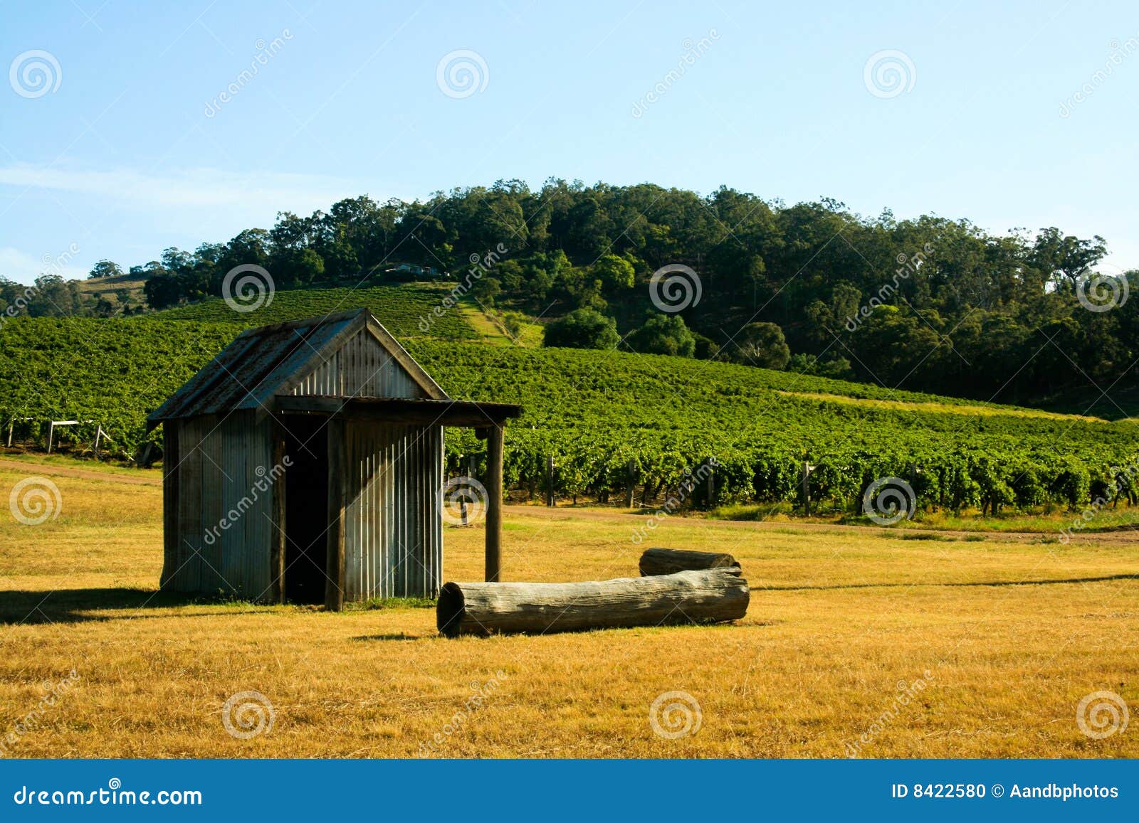 Shack in a Vineyard stock photo. Image of vine, winery - 8422580