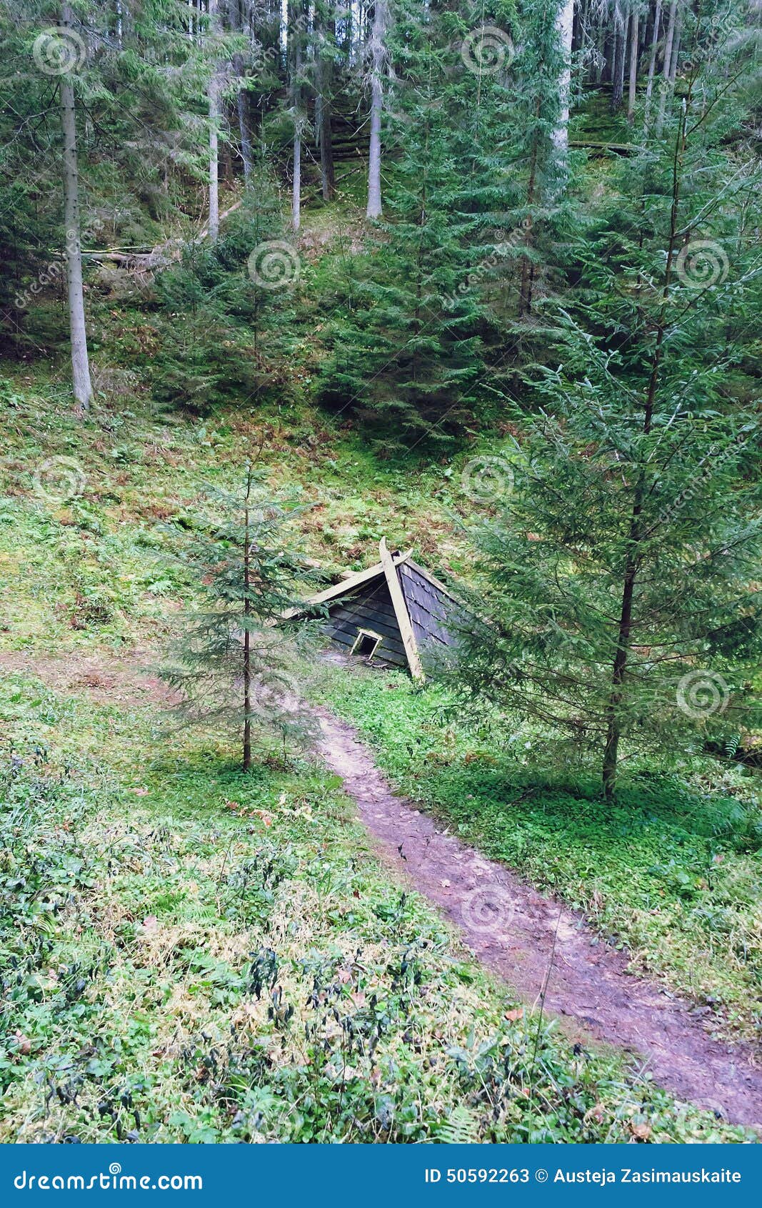 Shack in the woods stock image. Image of light, ravine - 50592263