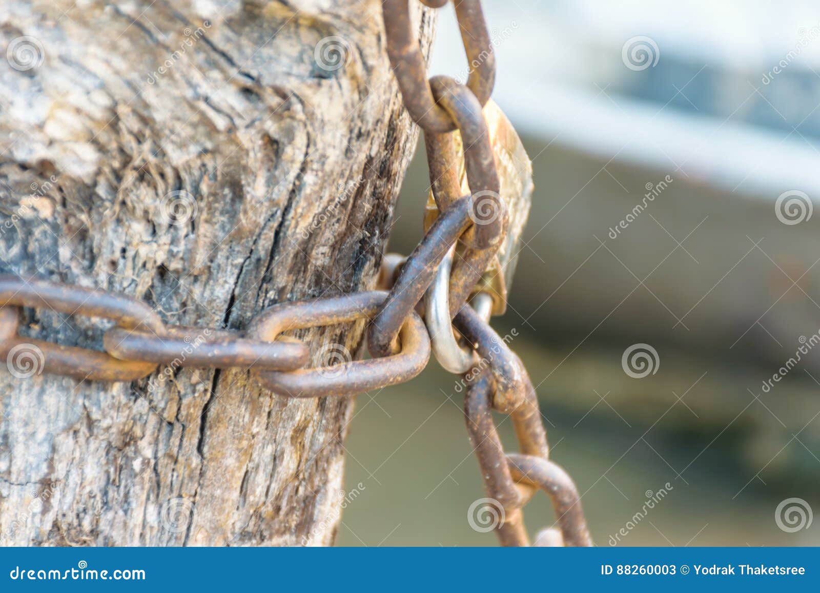 Shackle Chaining The Stump Stock Photo | CartoonDealer.com #88259934