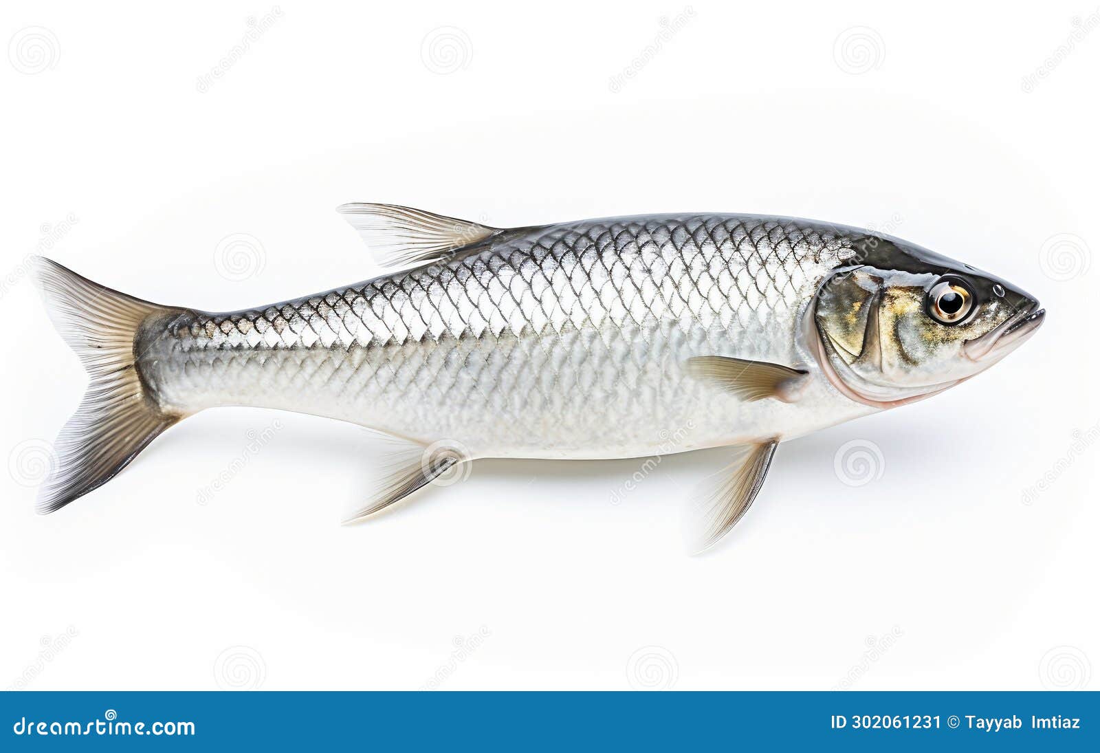 Shad Fish Isolated On Transparent Background. Royalty-Free Stock Photo ...