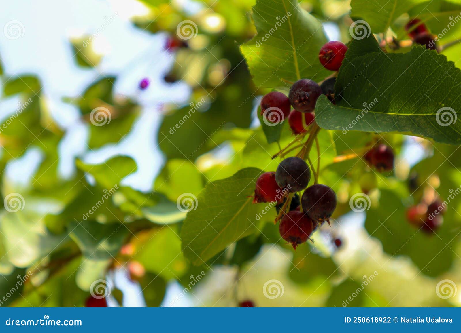 Shadberry. a Ripe Berry on a Bush Stock Photo - Image of freshness ...
