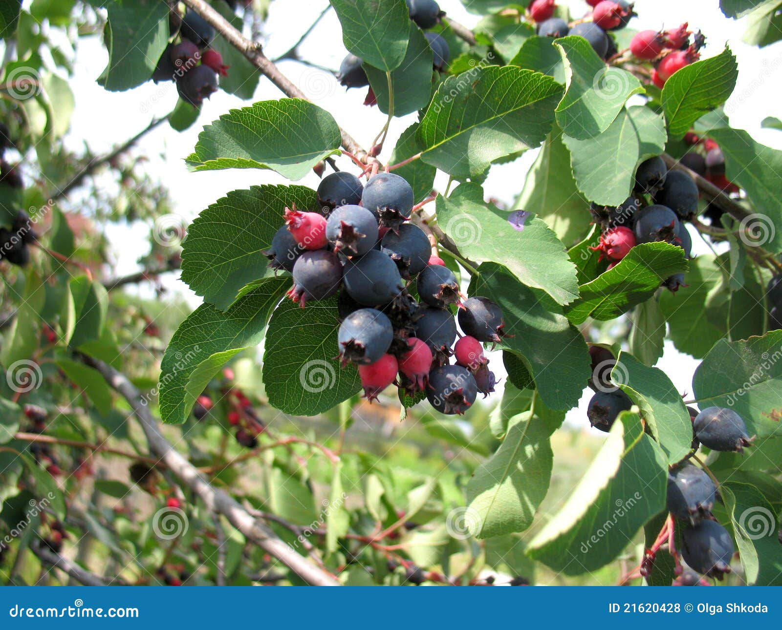 Shadberry tree stock photo. Image of tree, berry, shadberry - 21620428