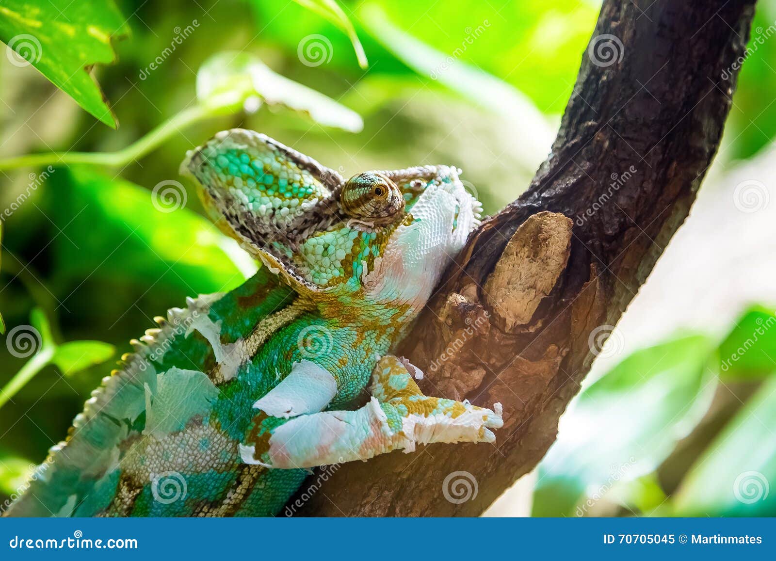 Shading Chameleon Stock Photos - Free & Royalty-Free Stock Photos from ...