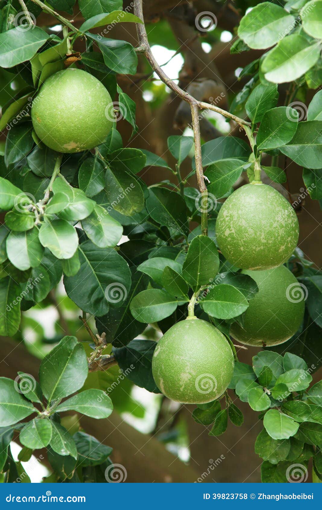 Shaddock stock photo. Image of branch, food, pomelo, shaddock - 39823758