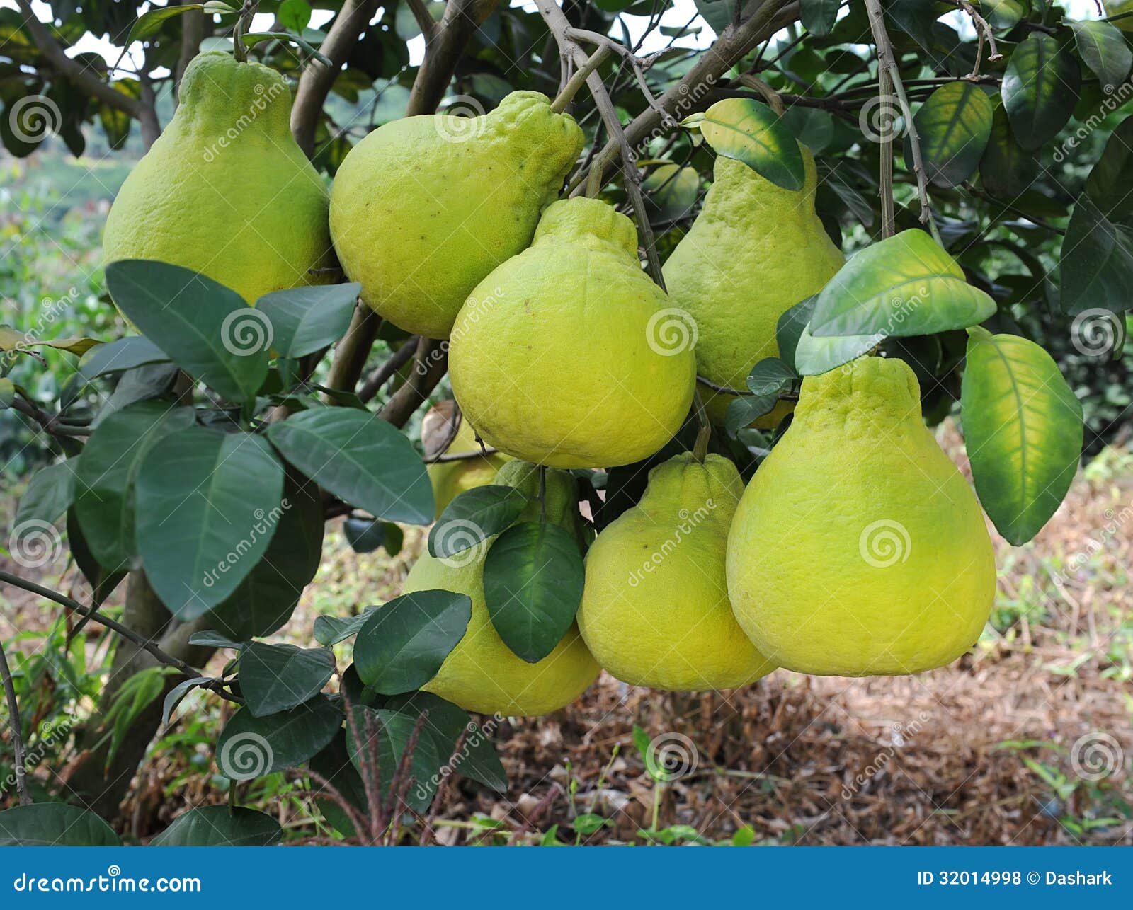 Shaddock fruit ripen stock photo. Image of agriculture - 32014998