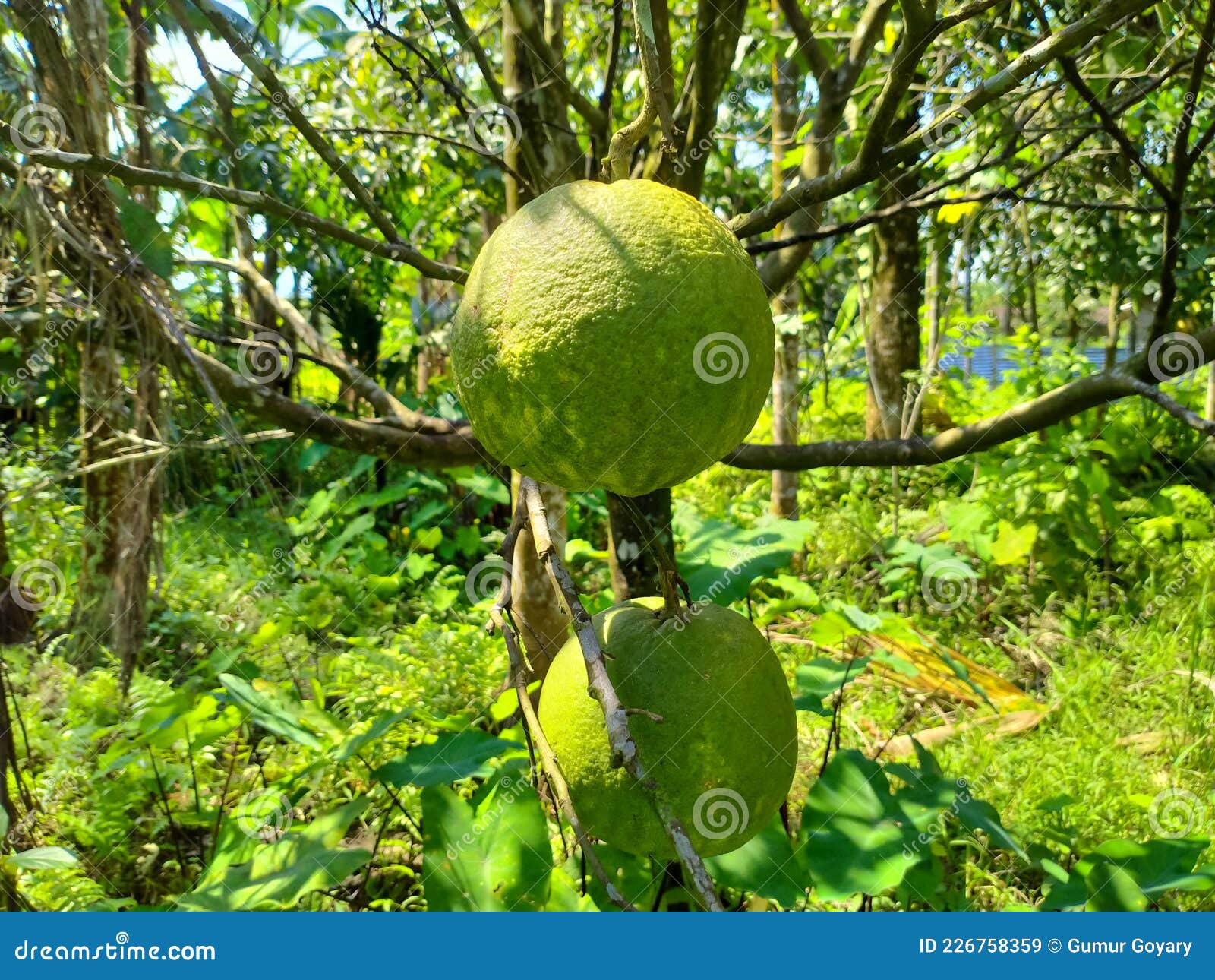 Shaddock Green Two Fruits on the Tree Images Stock Image - Image of ...