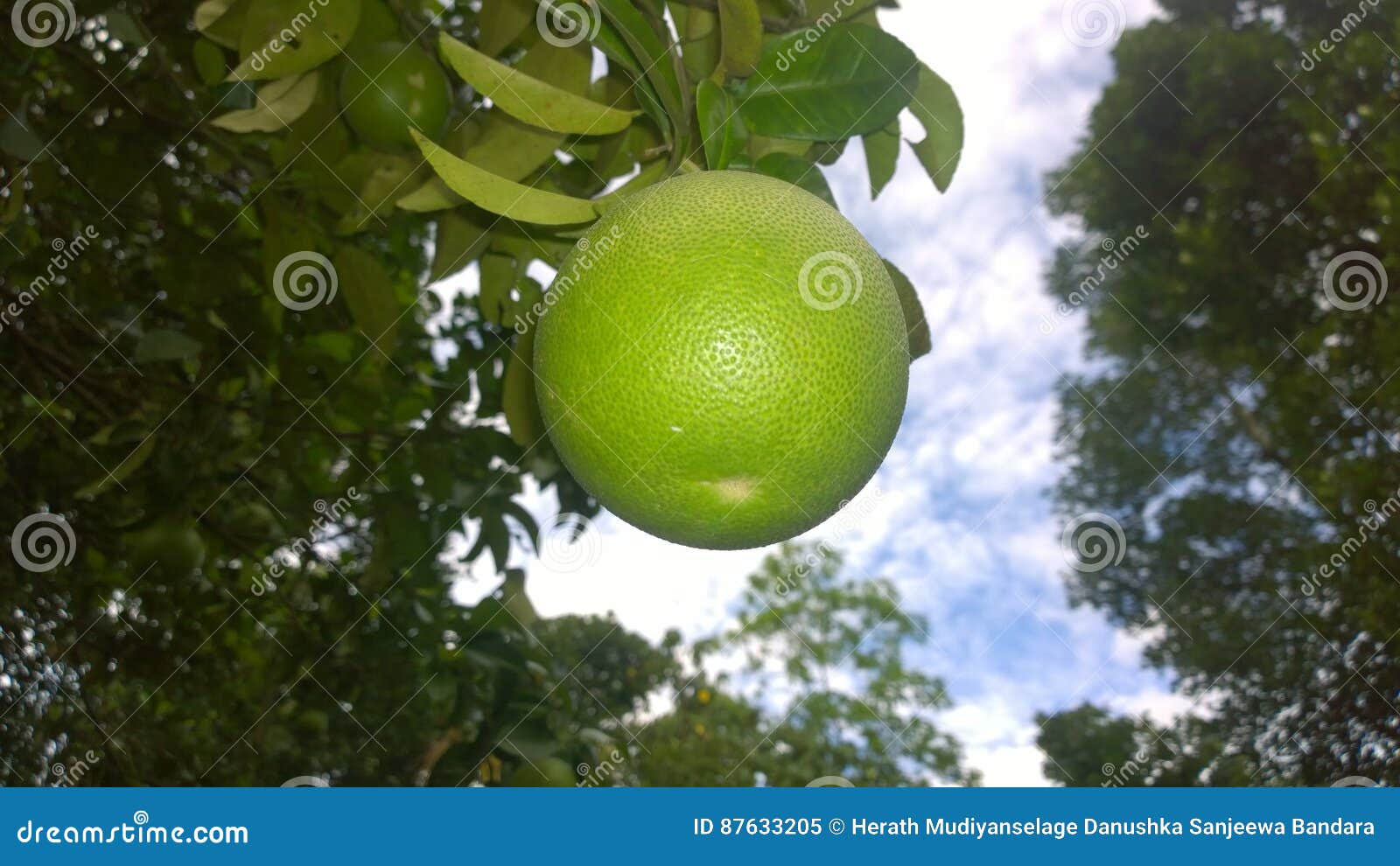 Shaddock with tree stock image. Image of tree, plants - 87633205