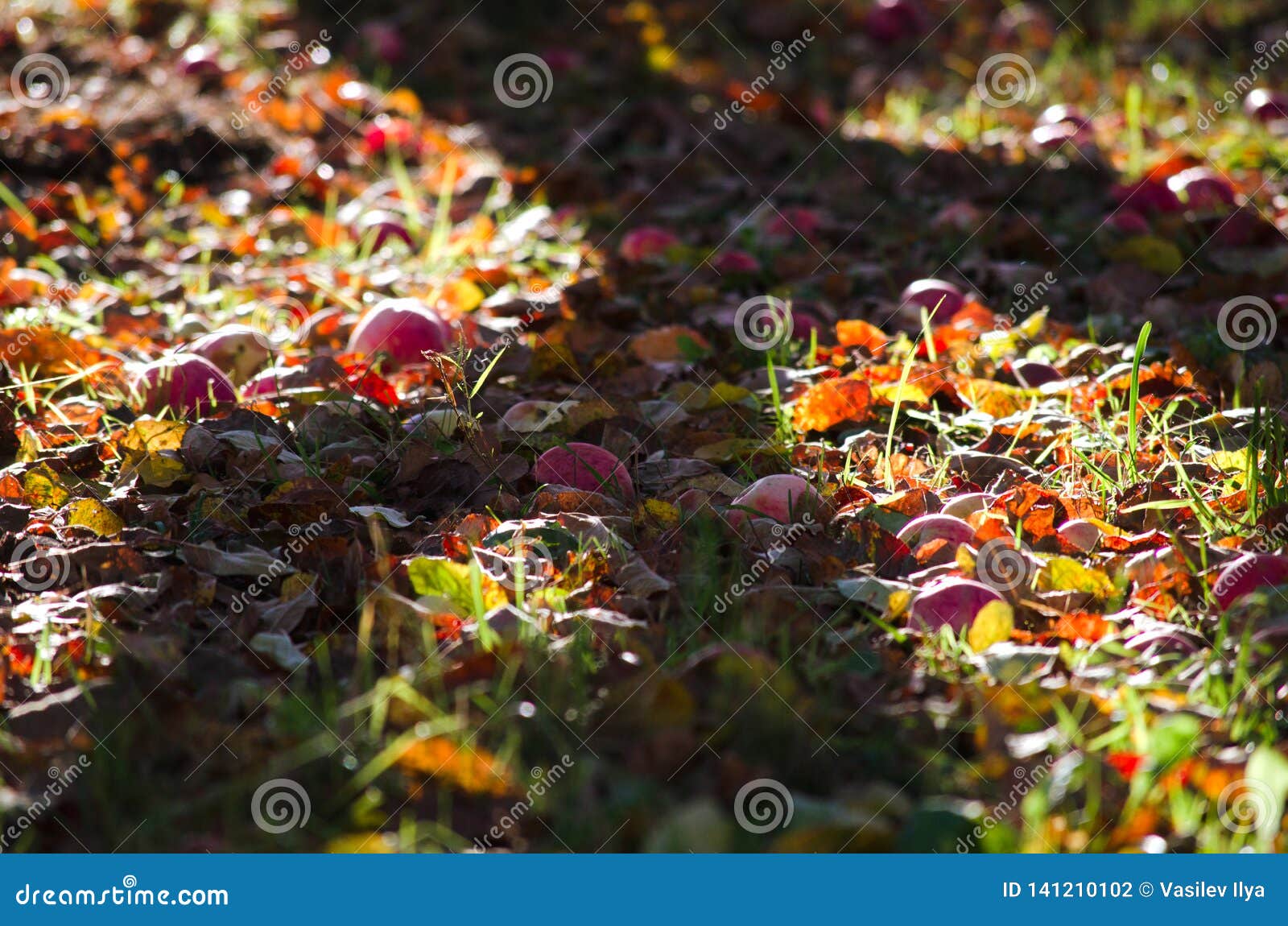 Shade from Apple Trees and Fallen Fruit in the Garden Stock Photo ...