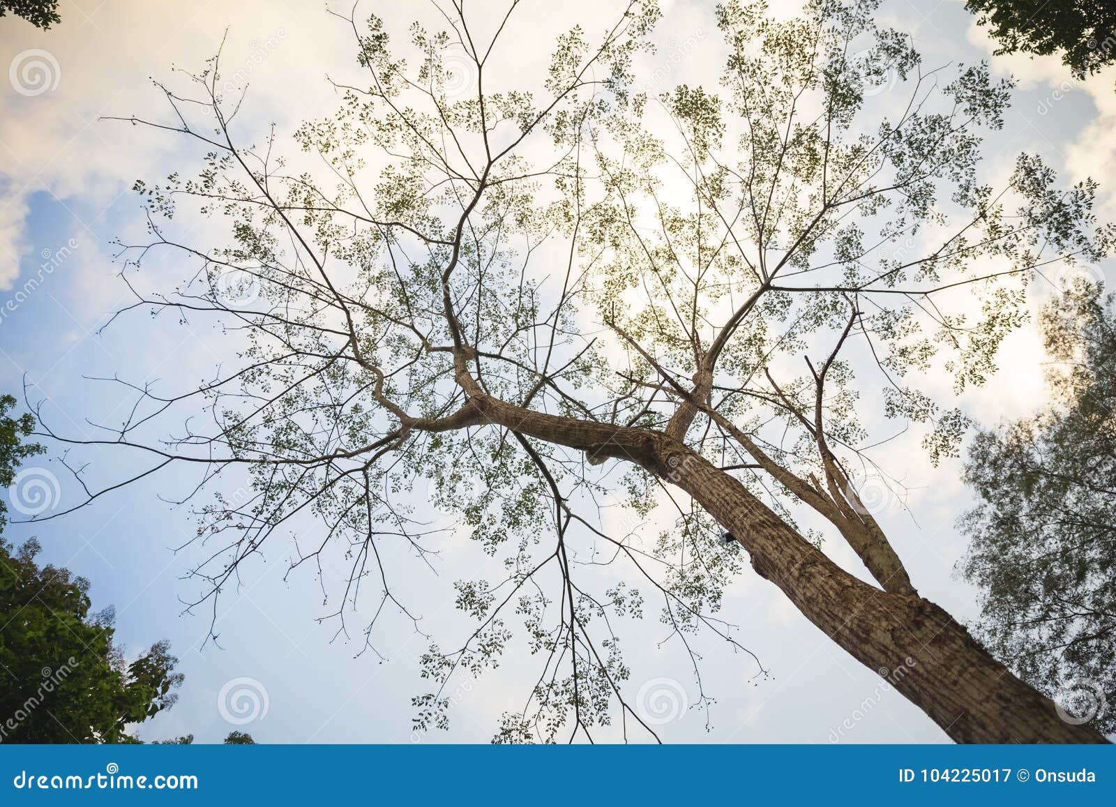 Branches of big tree stock image. Image of nature, park - 104225017