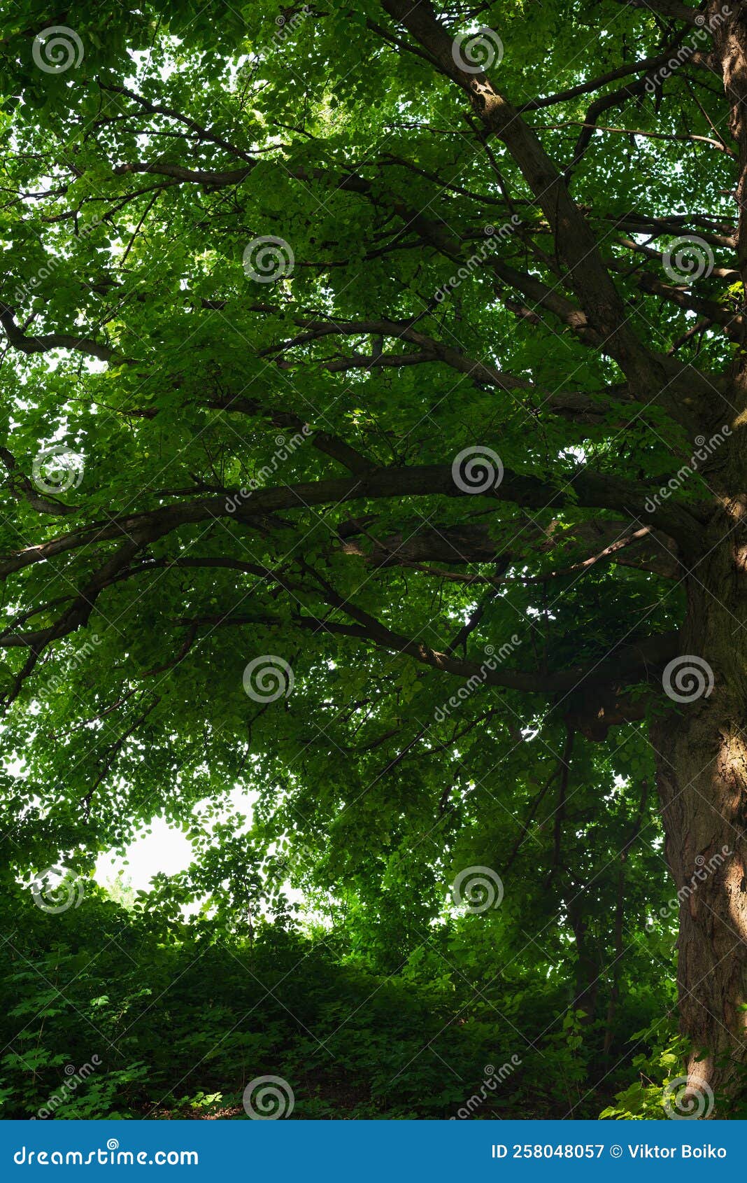 Huge Branches with Leaves of a Big Old Tree Stock Image - Image of ...