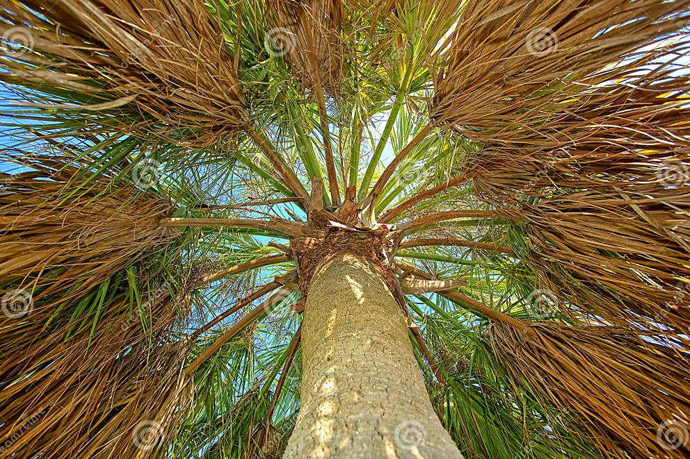Shade of a Cabbage Sabal Palm Tree Stock Photo - Image of nature ...