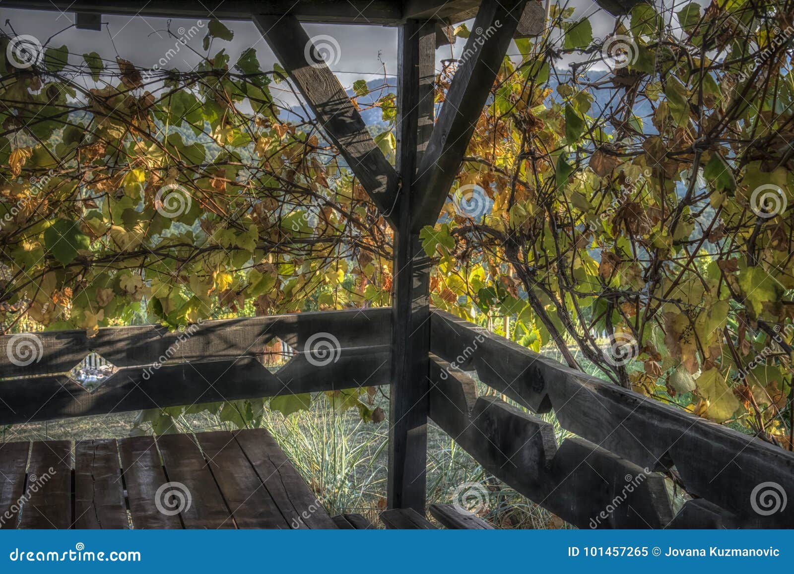 In the Shade stock image. Image of leaf, canopy, fresh - 101457265