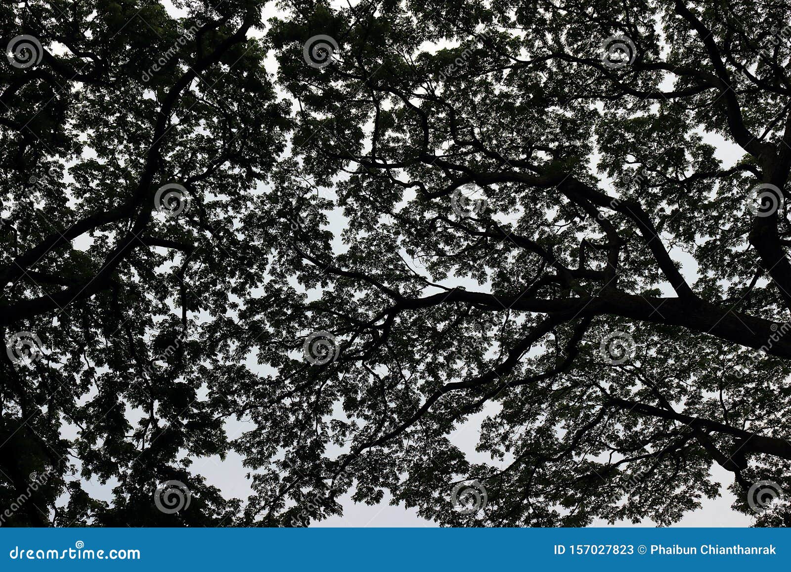 The Shade of a Large Tree 2 Stock Image - Image of tree, branch: 157027823