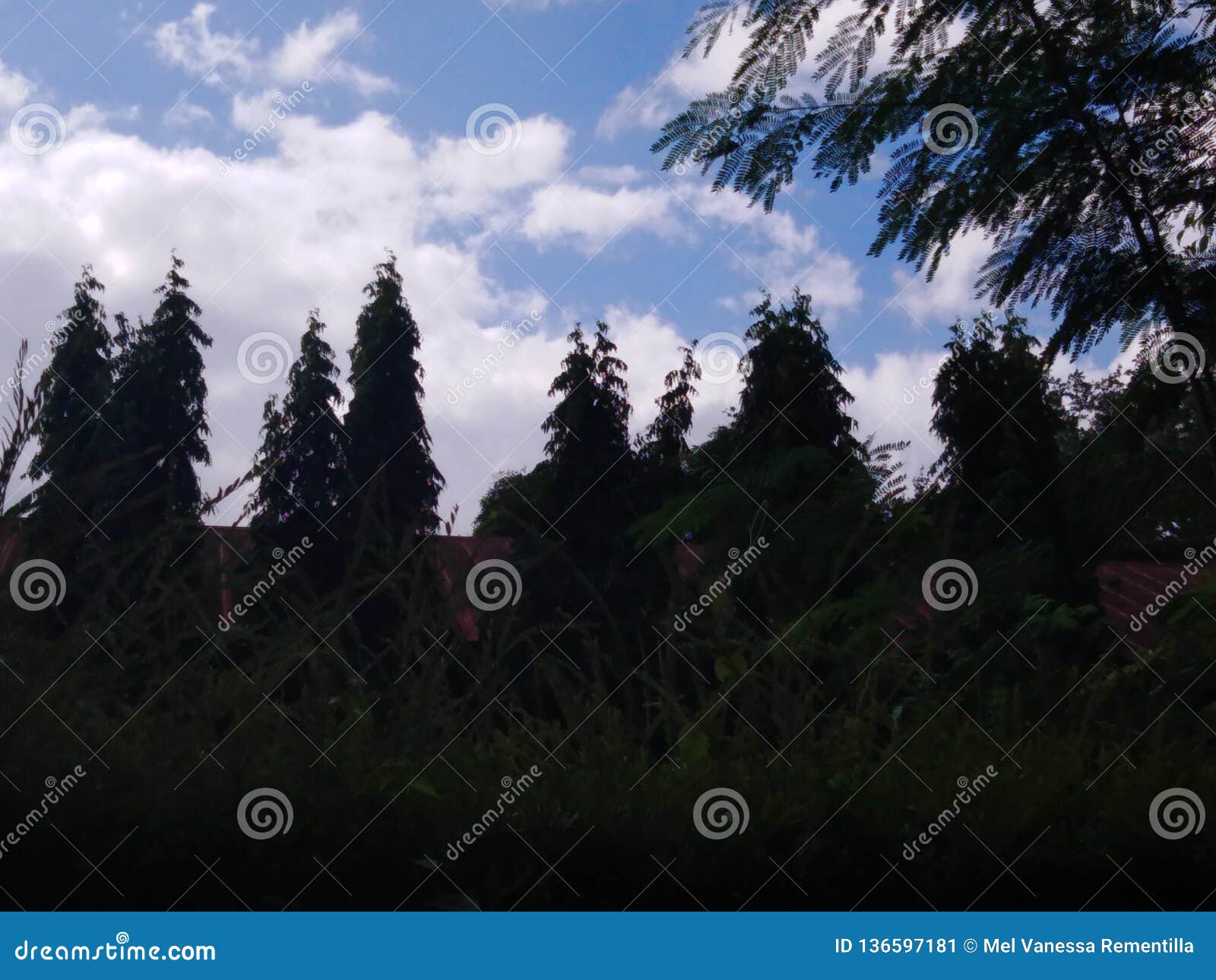 Shade me stock image. Image of silhouette, afternoon - 136597181