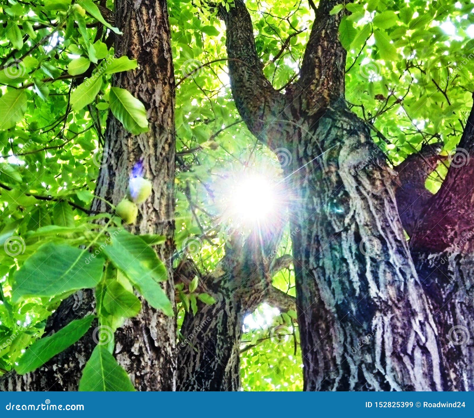 In the Shade of Mighty Old Walnut Tree. Stock Image - Image of shade ...