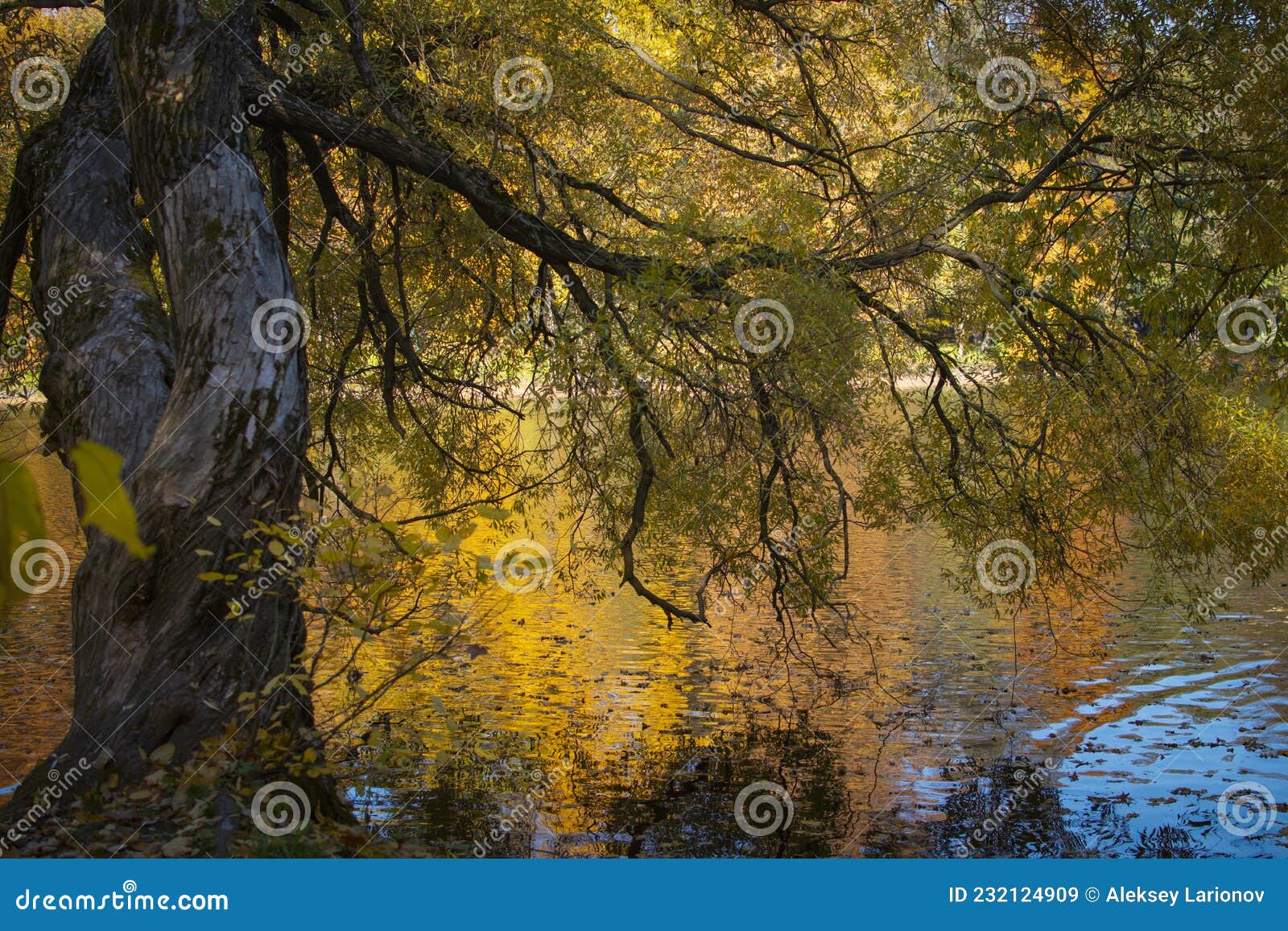 In the Shade of an Old Elm Tree. a Spreading Branch of an Old Tree with ...