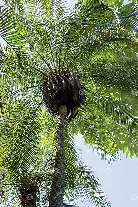Shade of a Palm Tree stock photo. Image of shady, foliage - 29613172